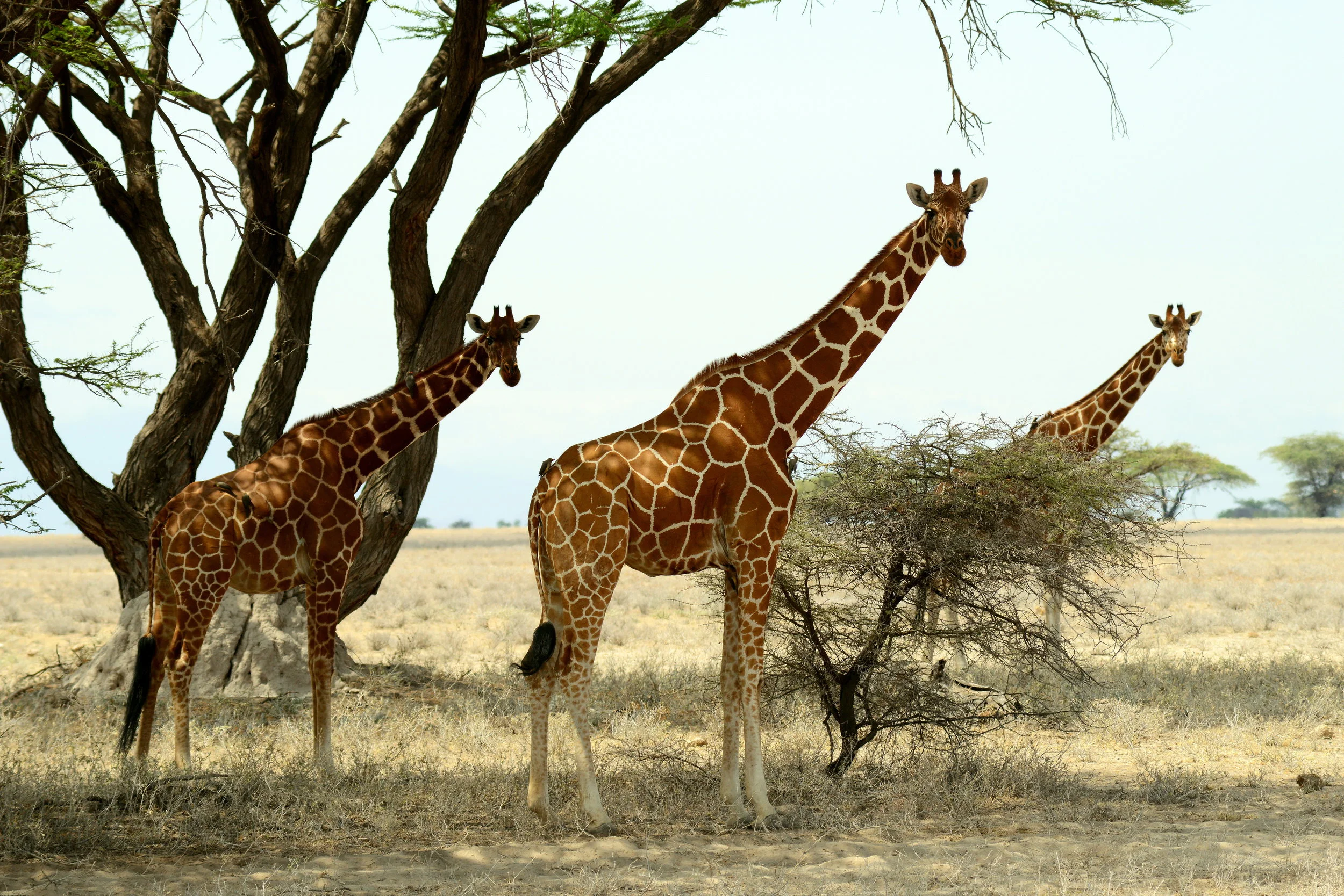 Africa - Giraffes — Ted Schiffman Photography