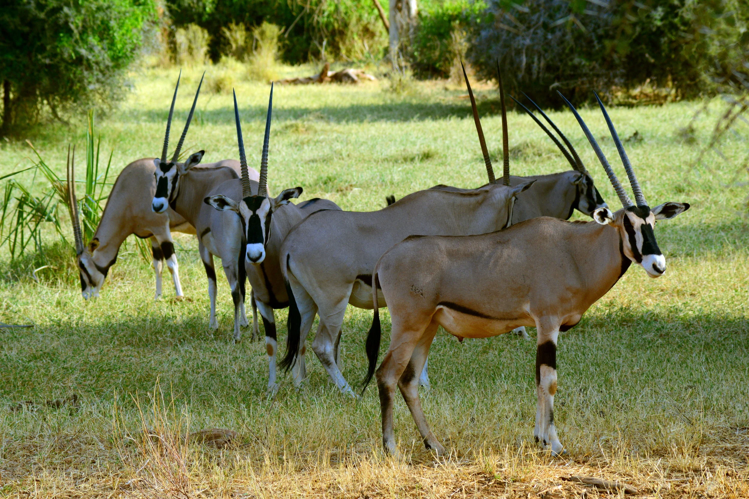 Africa - Zebras and Plains Animals — Ted Schiffman Photography