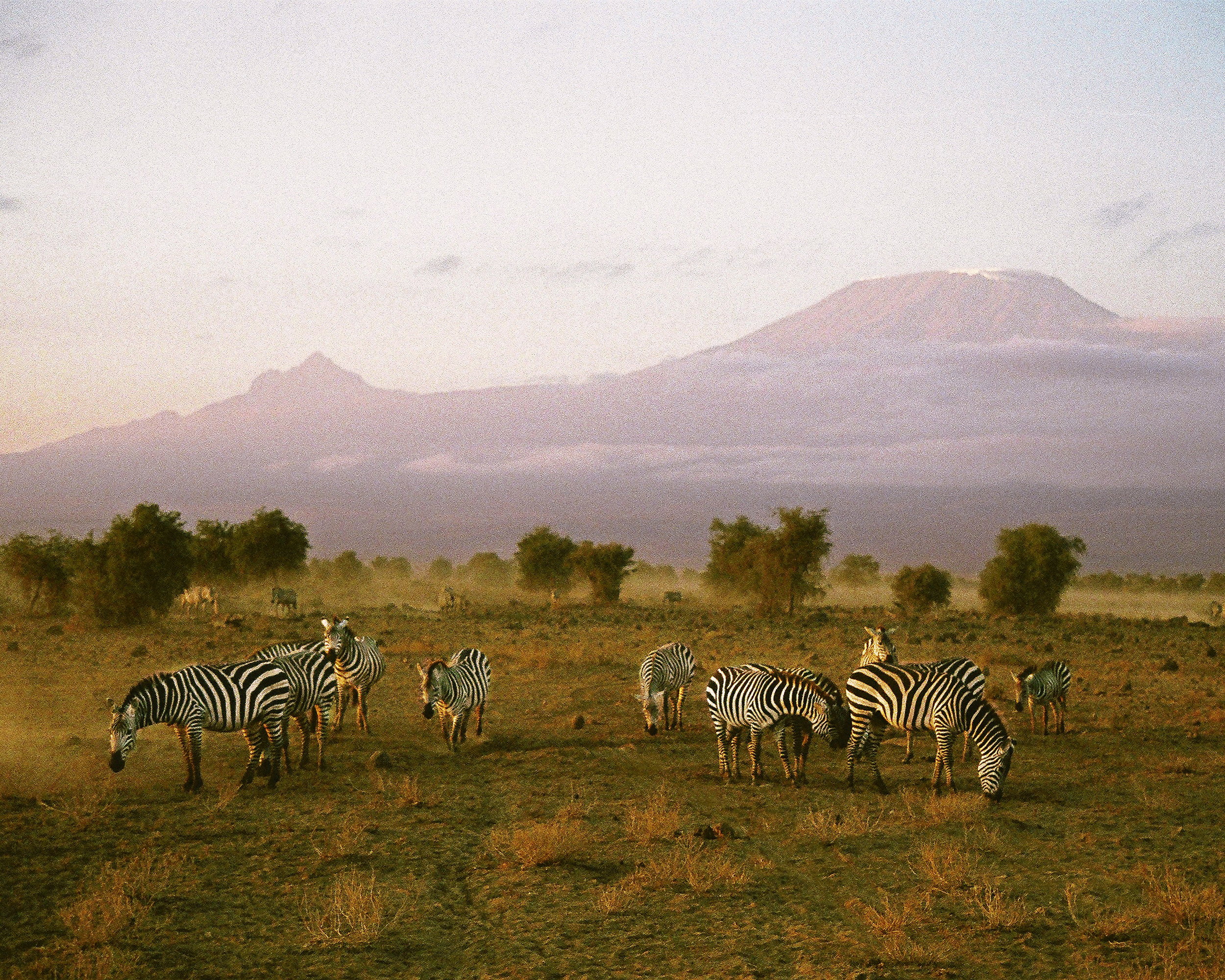 Africa - Zebras and Plains Animals — Ted Schiffman Photography