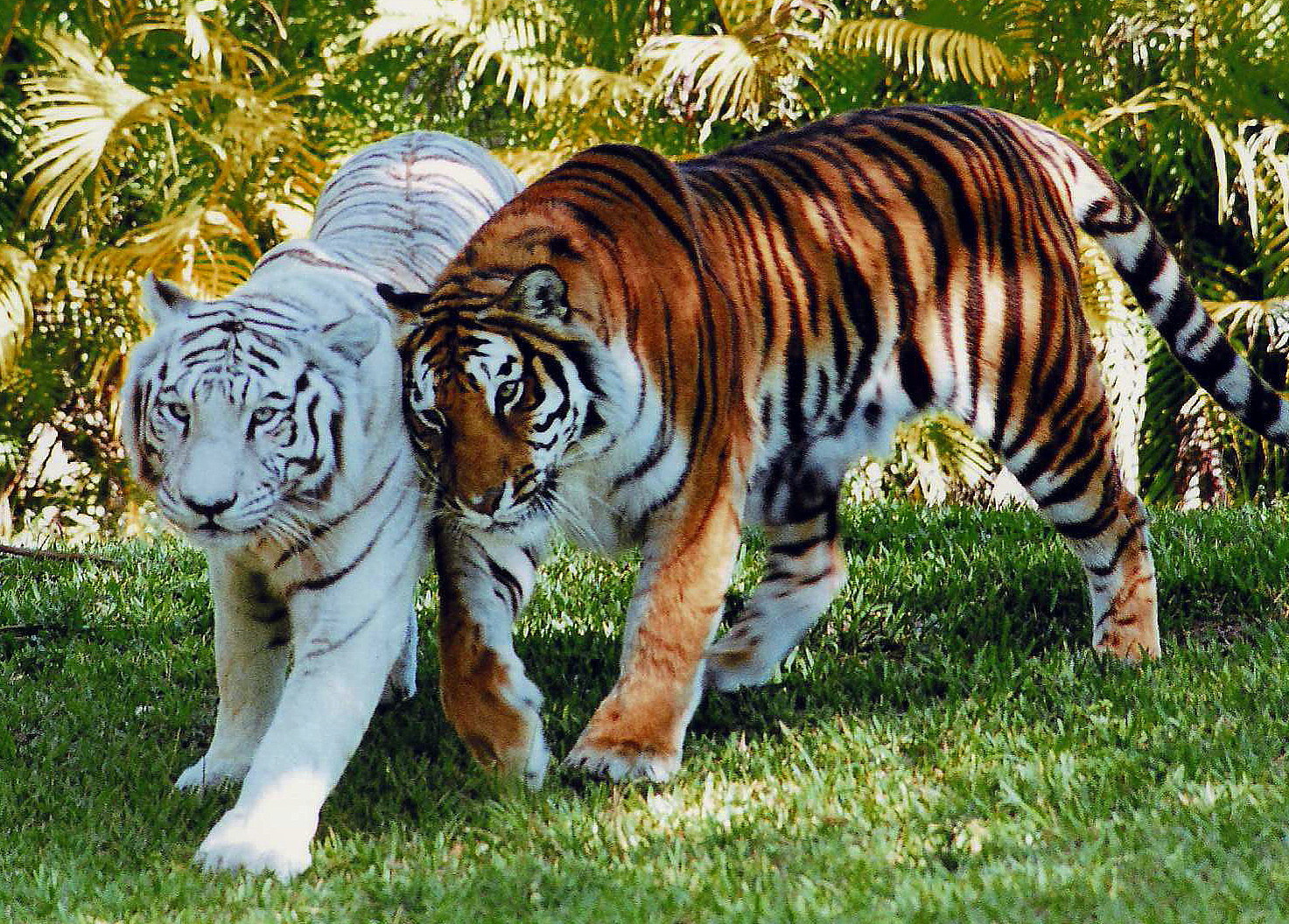 Asian Cats - Tigers & Snow Leopards — Ted Schiffman Photography