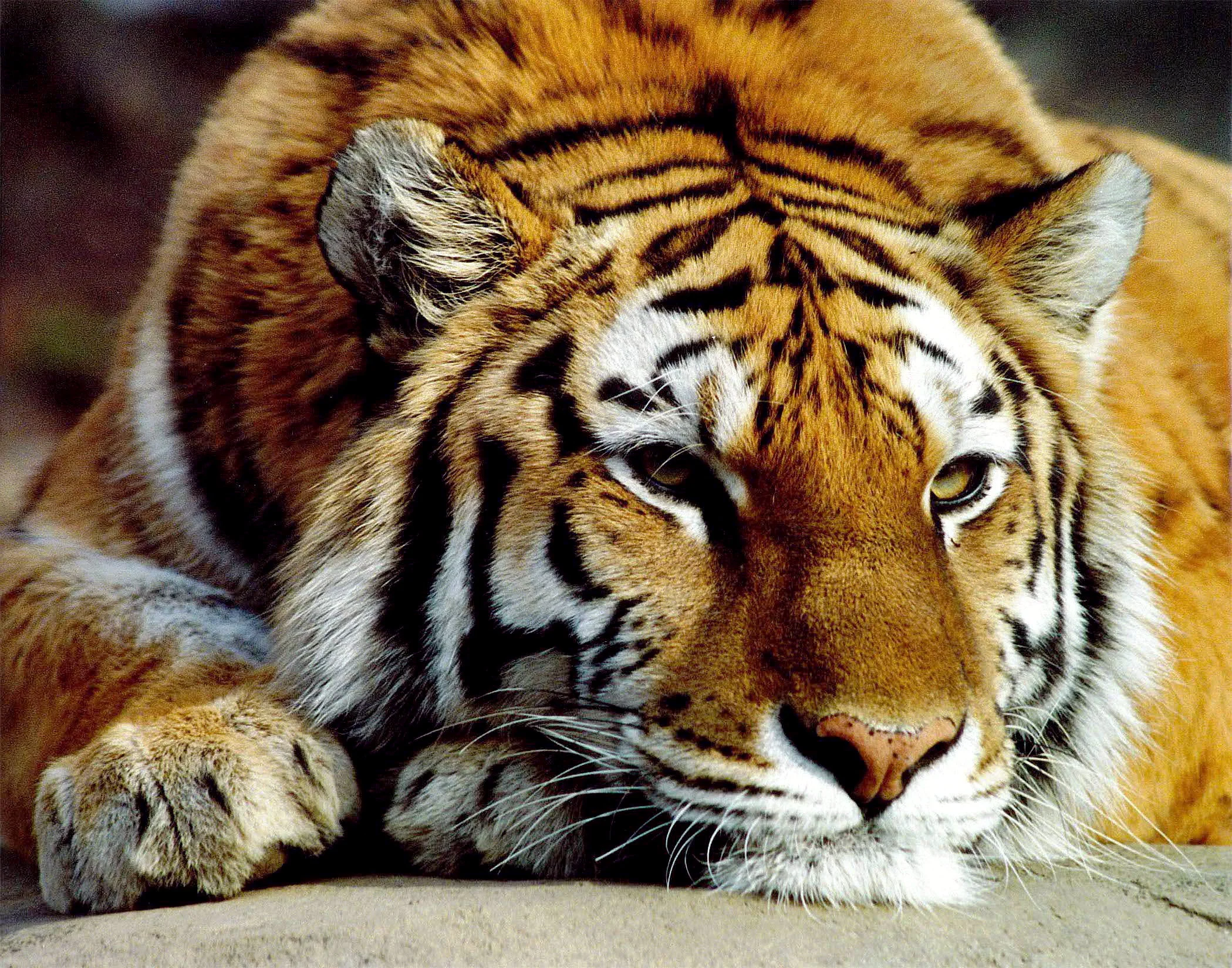 Asian Cats - Tigers & Snow Leopards — Ted Schiffman Photography