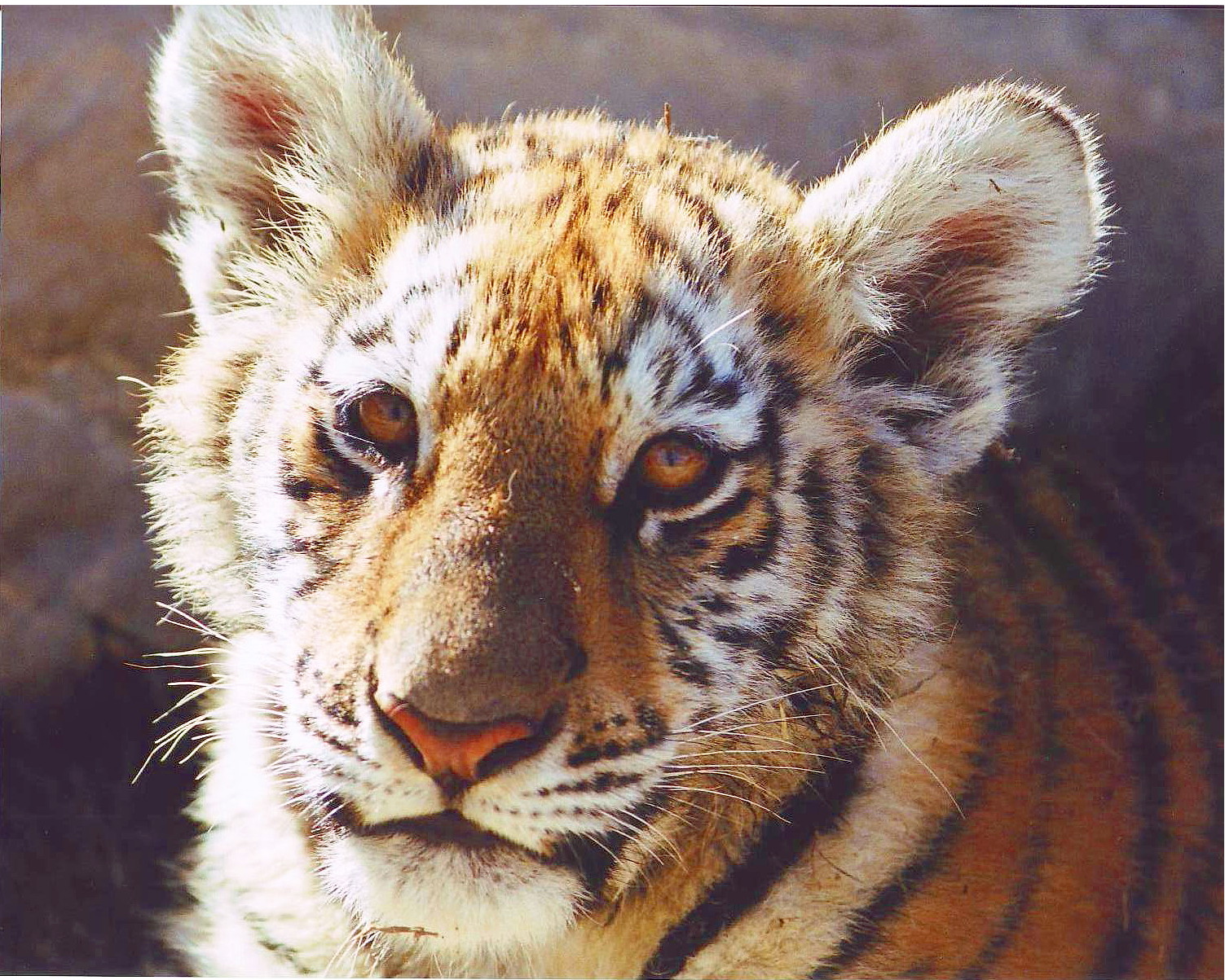 Asian Cats - Tigers & Snow Leopards — Ted Schiffman Photography