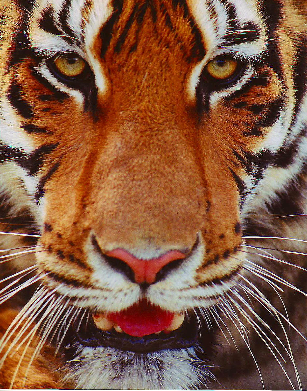 Asian Cats - Tigers & Snow Leopards — Ted Schiffman Photography