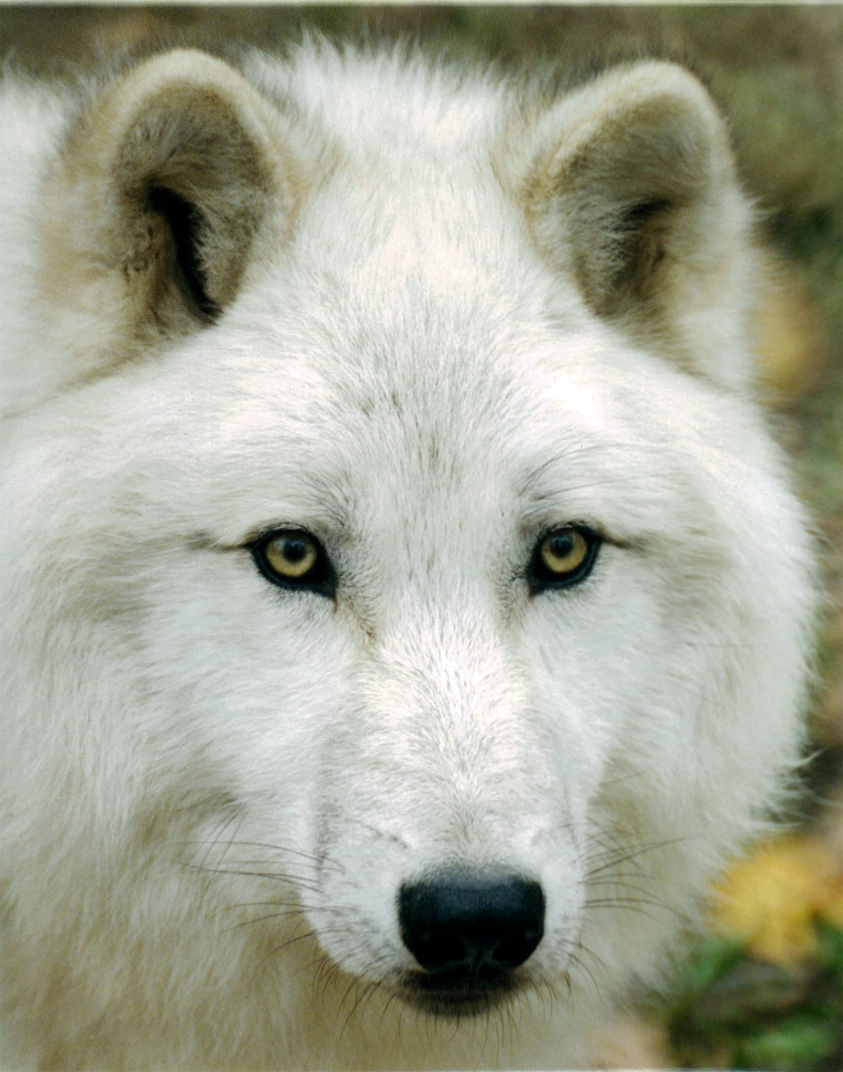 North American Wildlife - Wolves, Bears, Moose, Big Cats... — Ted ...