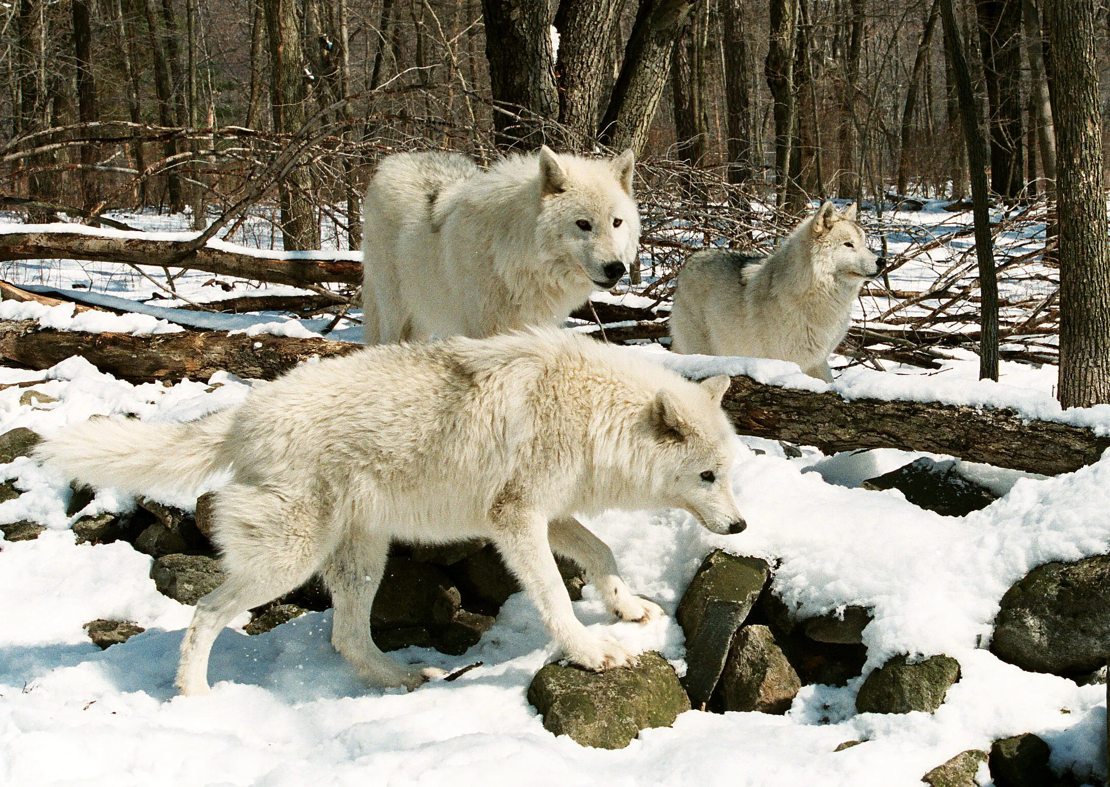 North American Wildlife - Wolves, Bears, Moose, Big Cats... — Ted ...