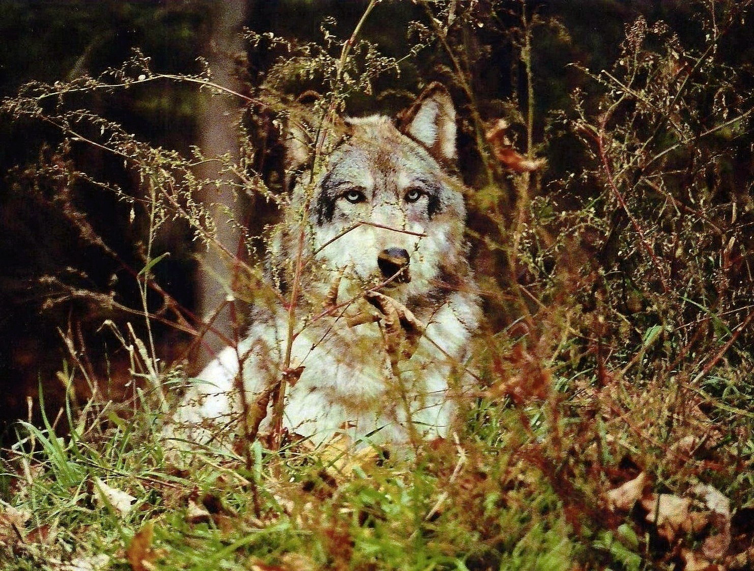 North American Wildlife - Wolves, Bears, Moose, Big Cats... — Ted ...