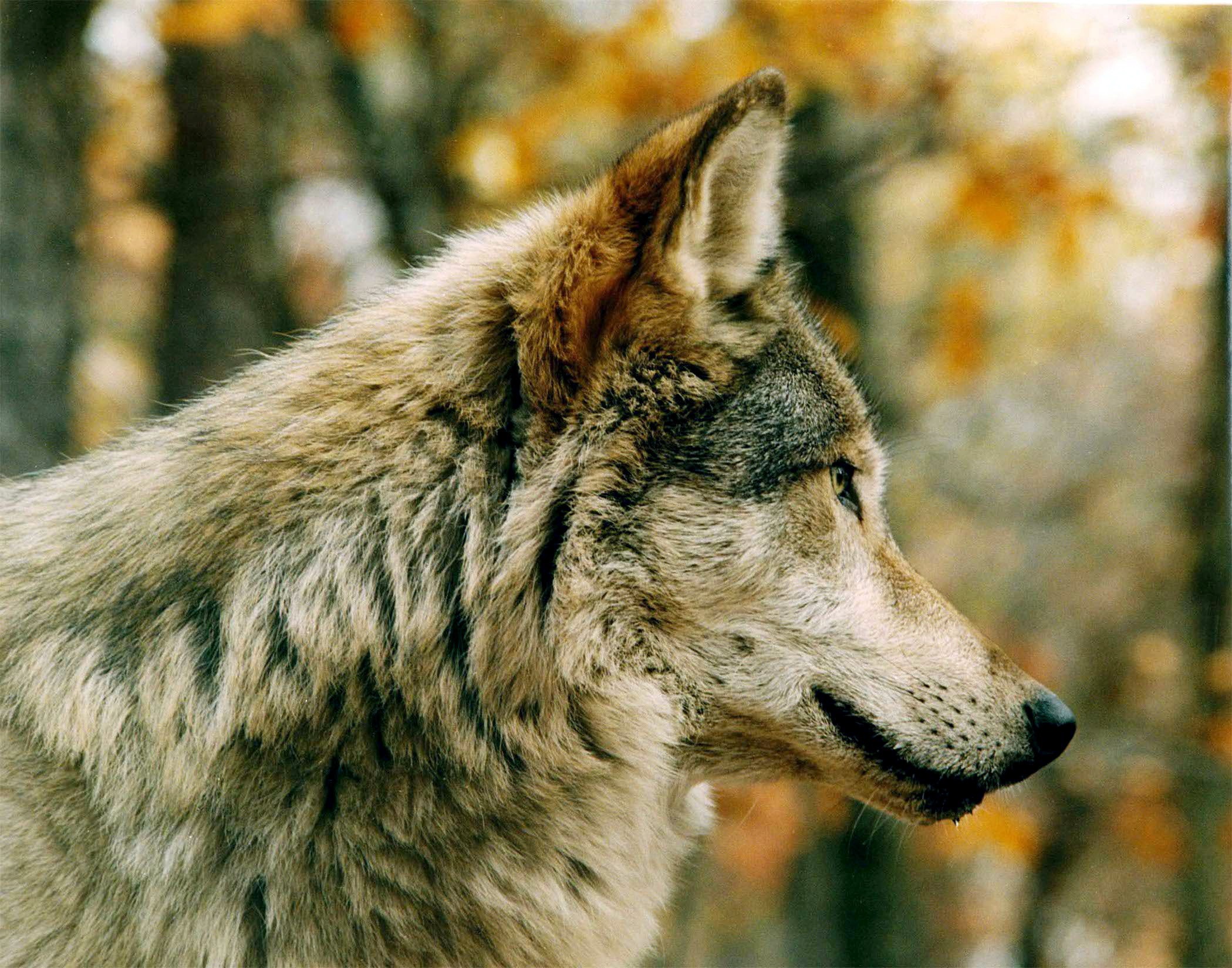 North American Wildlife - Wolves, Bears, Moose, Big Cats... — Ted ...