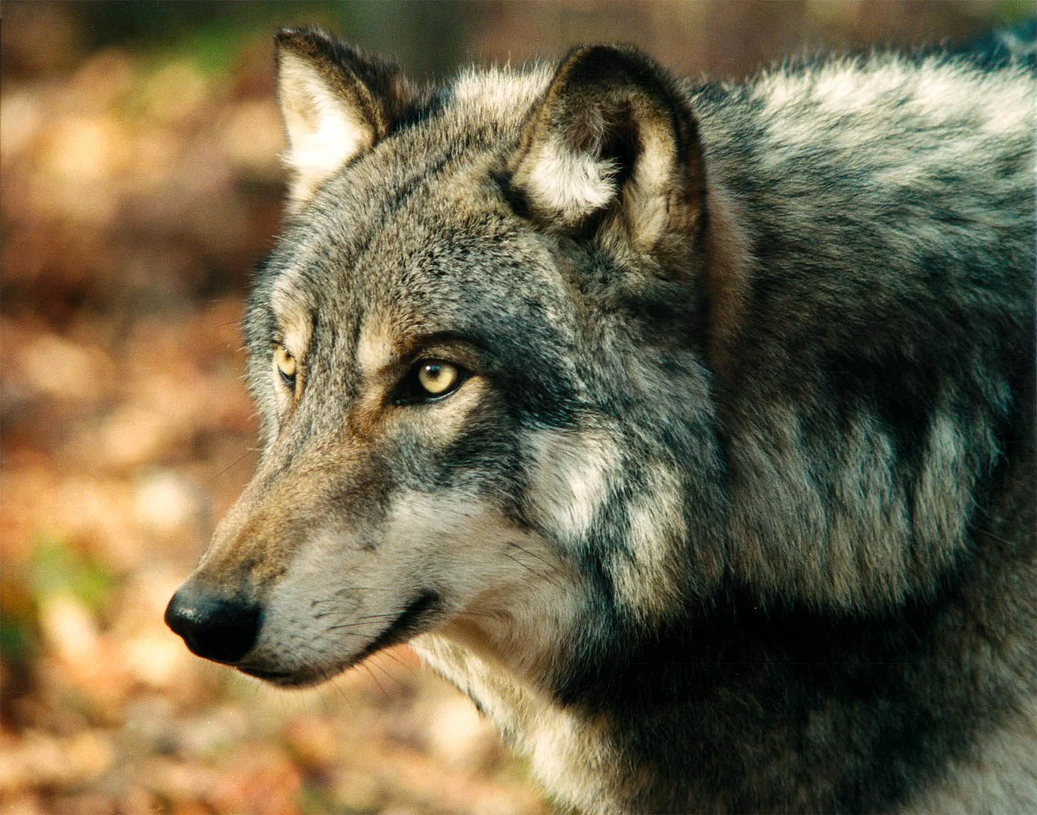 North American Wildlife - Wolves, Bears, Moose, Big Cats... — Ted ...