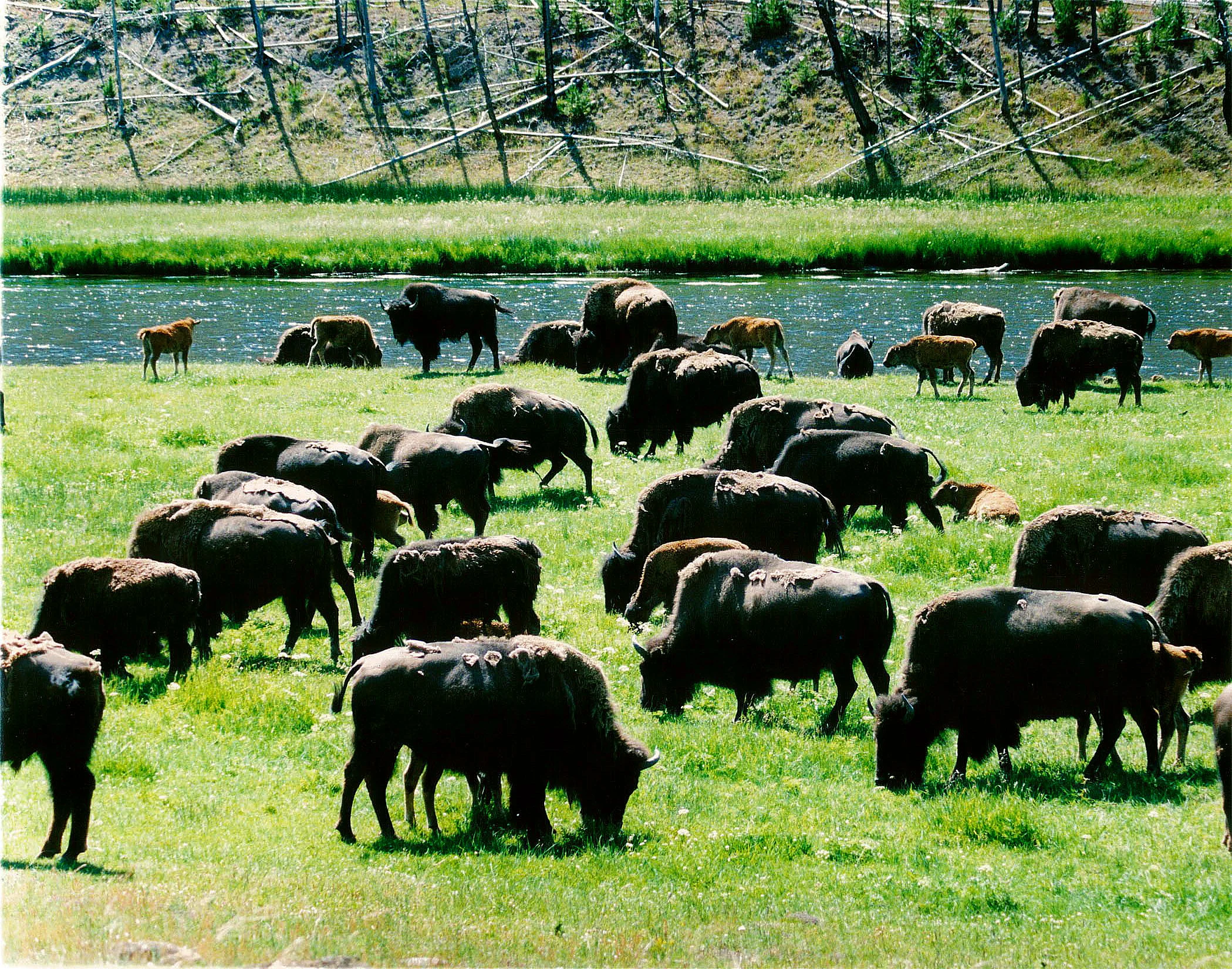 North American Wildlife - Wolves, Bears, Moose, Big Cats... — Ted ...