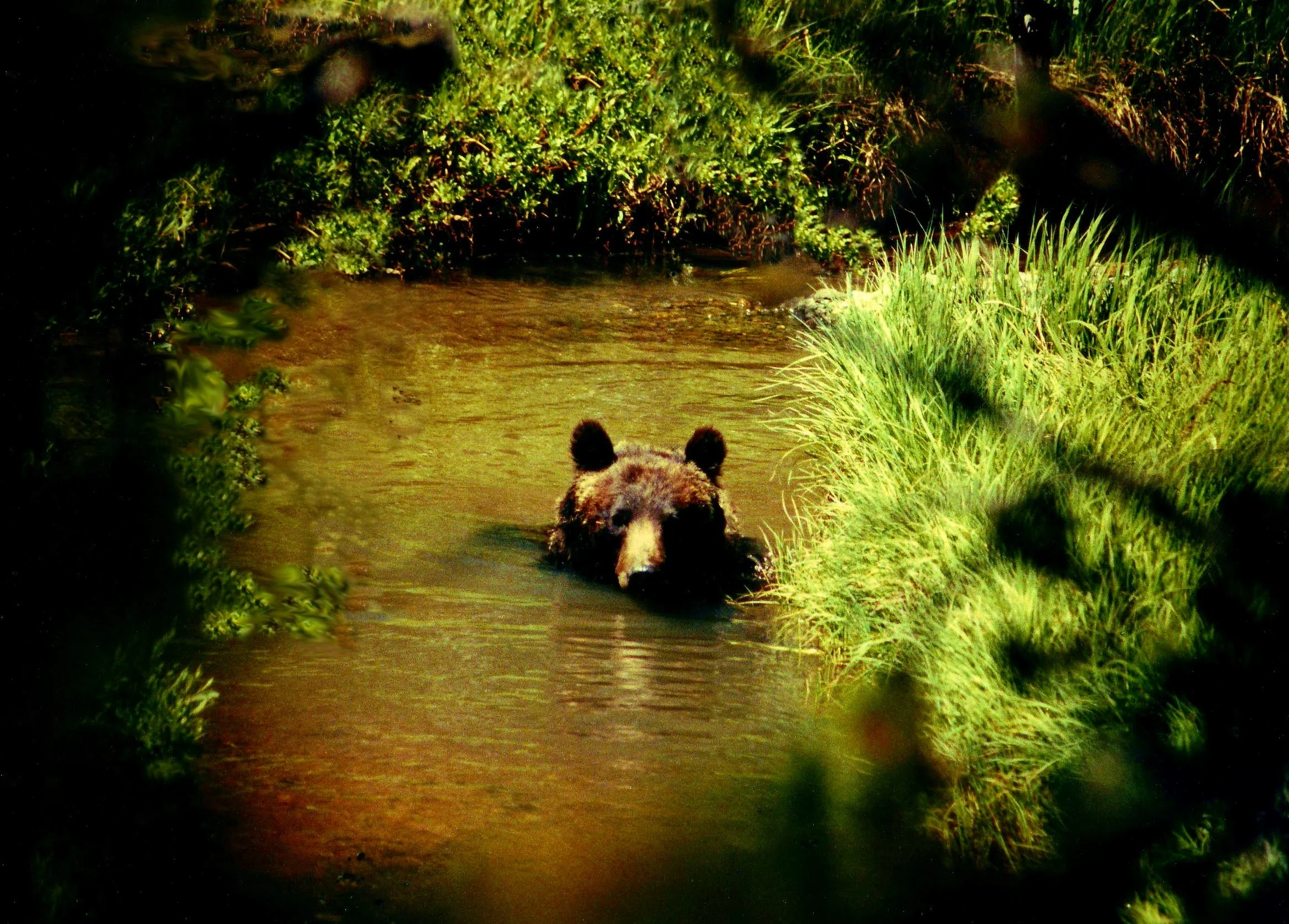 Grizzly's Pool — Ted Schiffman Photography