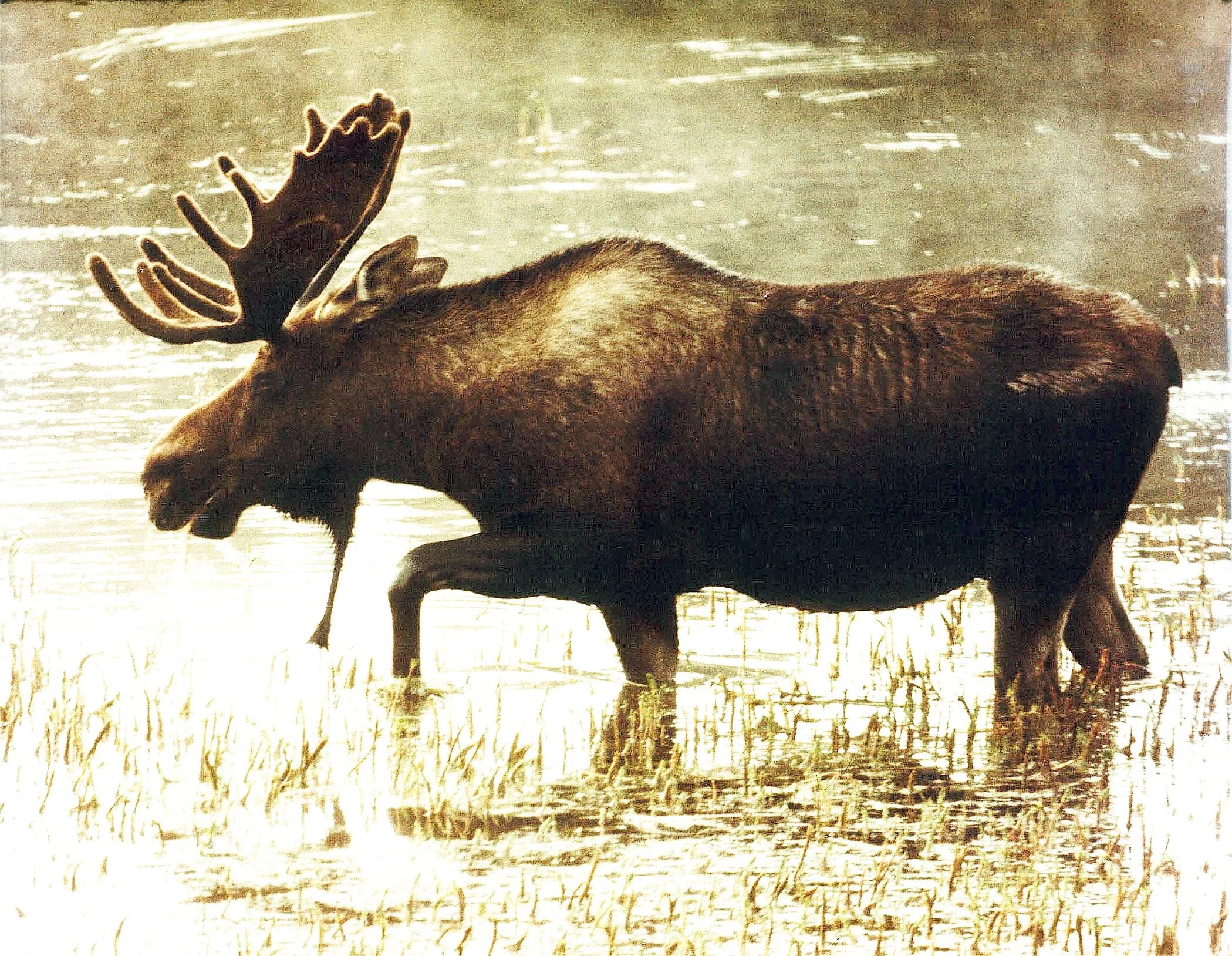 North American Wildlife - Wolves, Bears, Moose, Big Cats... — Ted ...