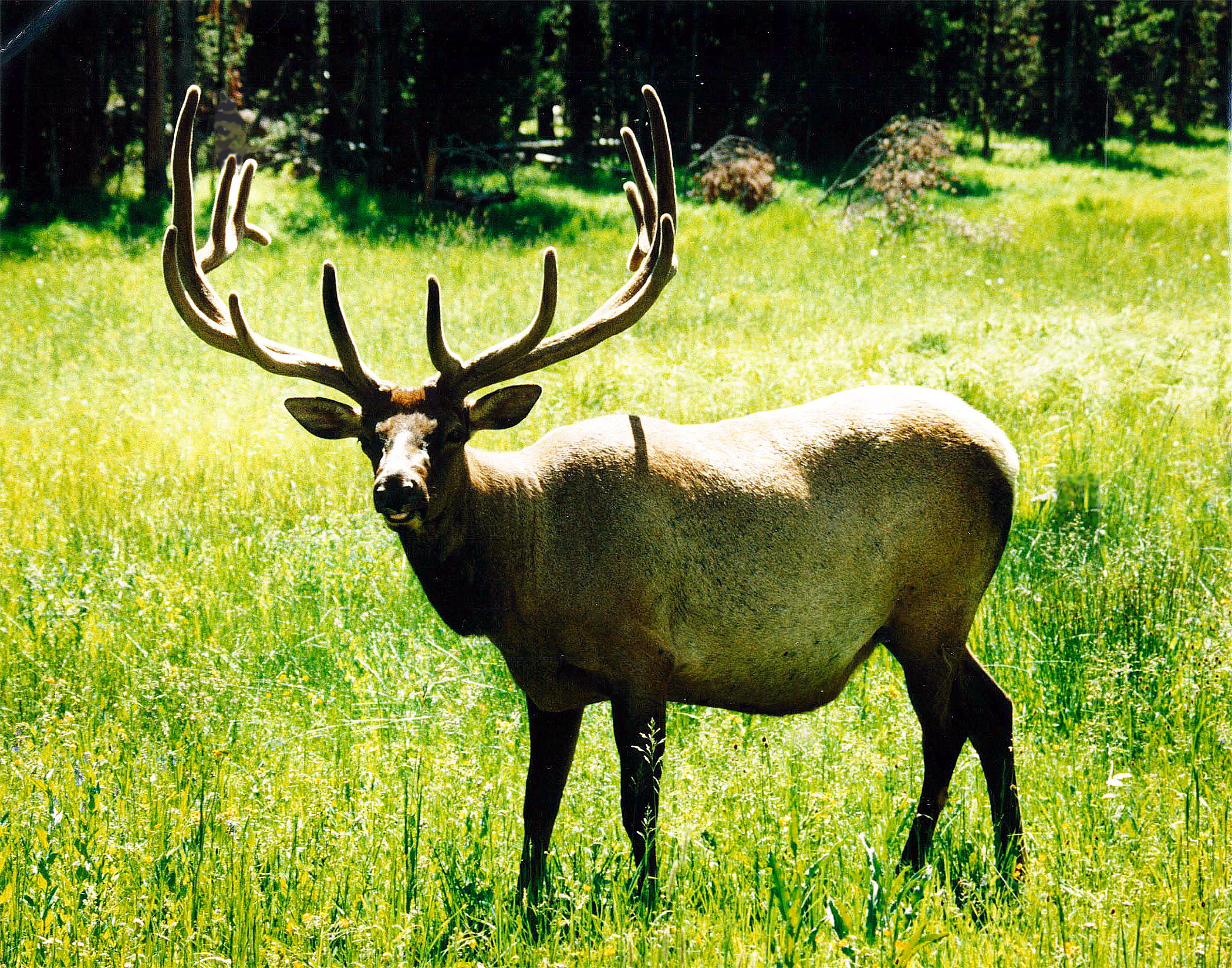 North American Wildlife - Wolves, Bears, Moose, Big Cats... — Ted ...