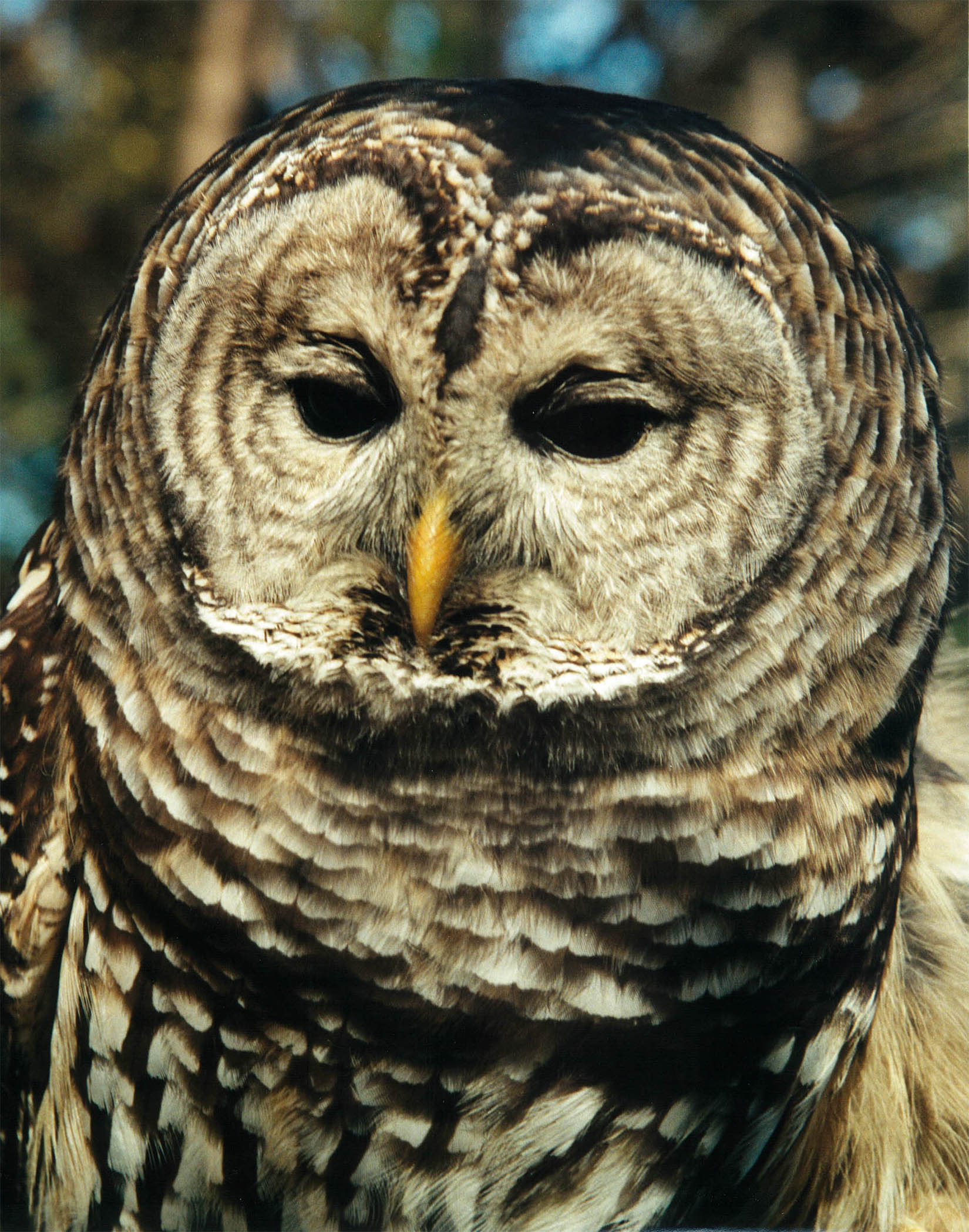 Birds — Ted Schiffman Photography