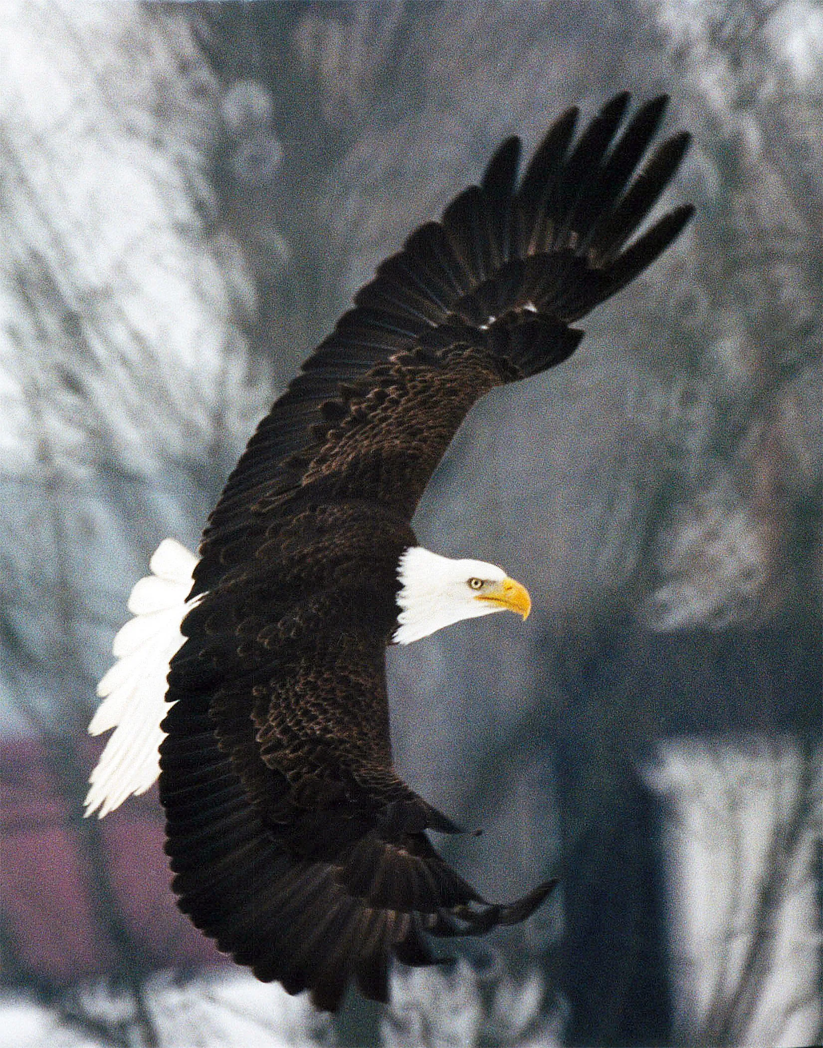 Birds — Ted Schiffman Photography