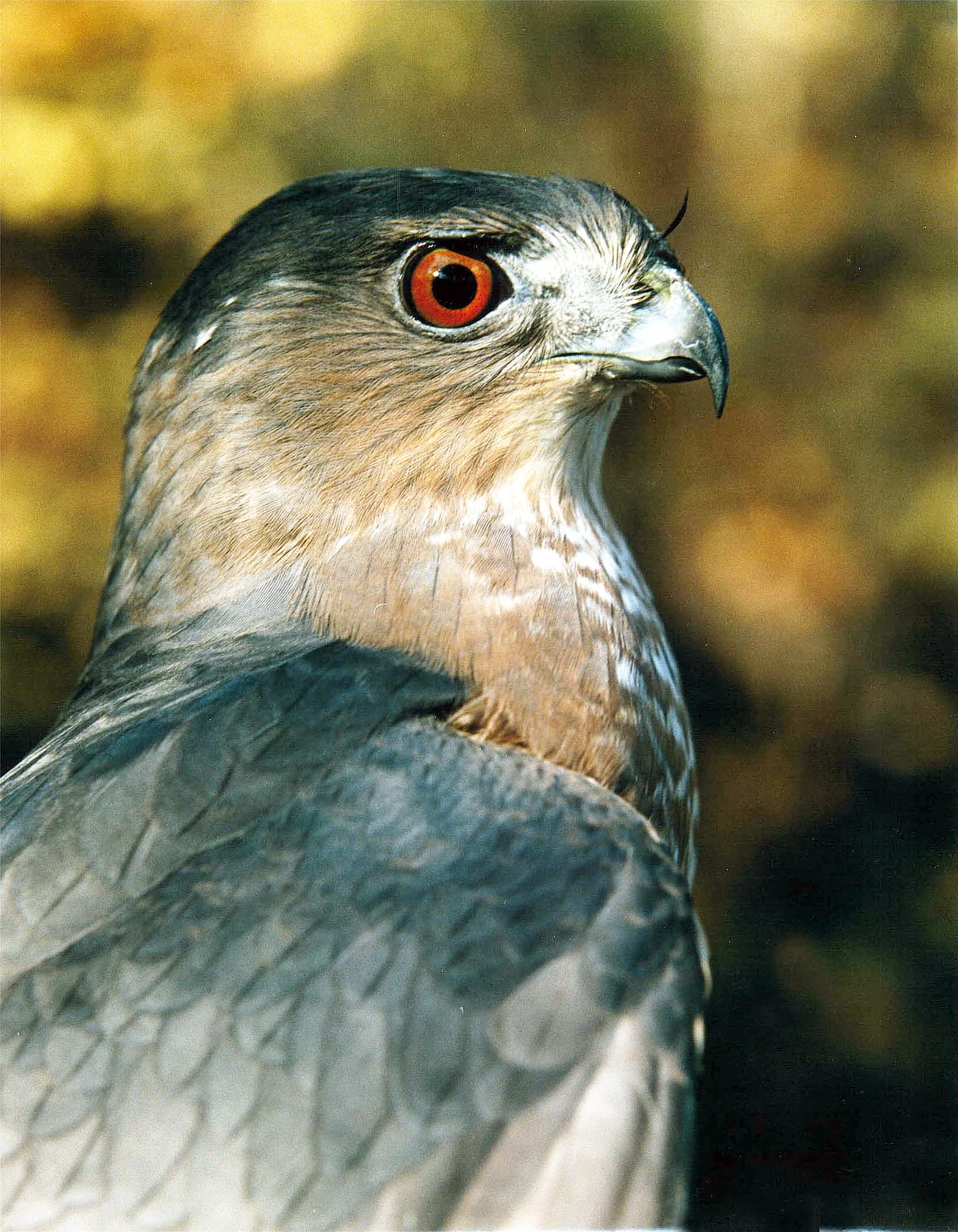 Birds — Ted Schiffman Photography