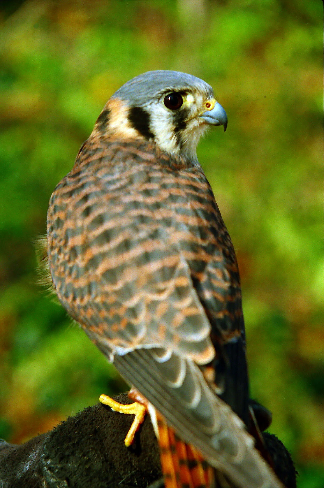 Birds — Ted Schiffman Photography