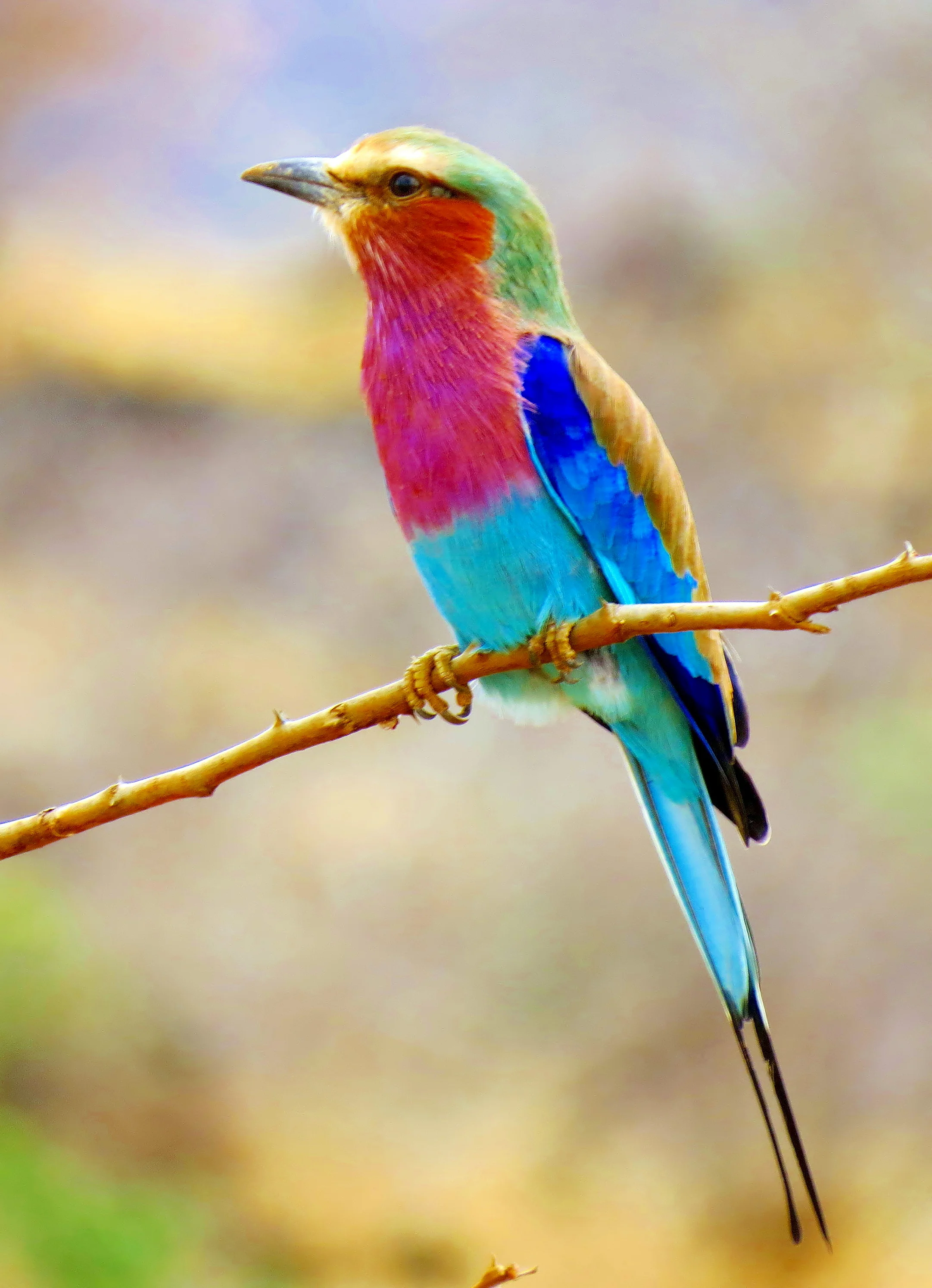 Lilac Breasted Roller — Ted Schiffman Photography