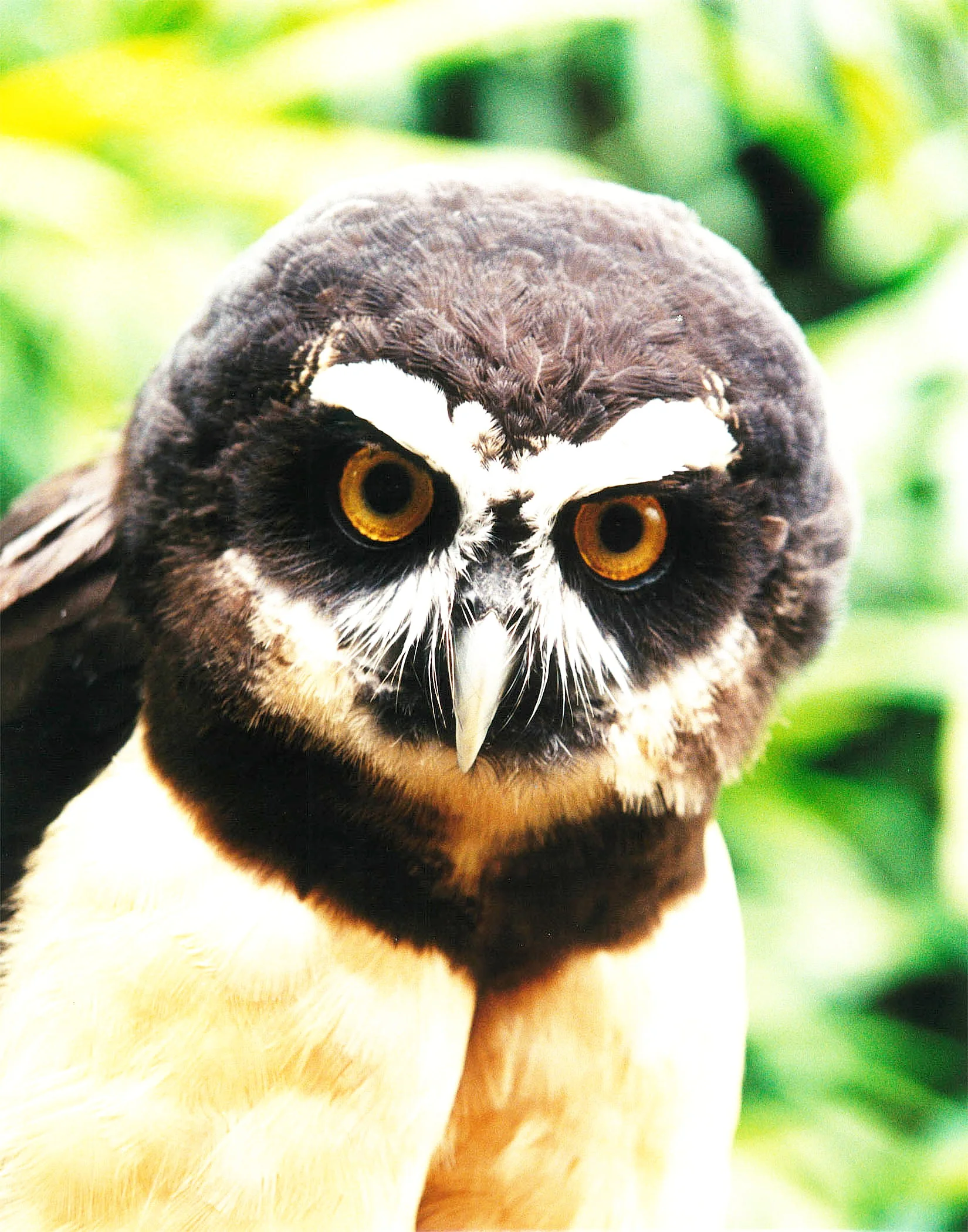 Birds — Ted Schiffman Photography