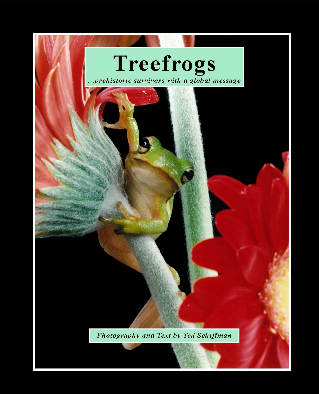 Prehistoric Frogs