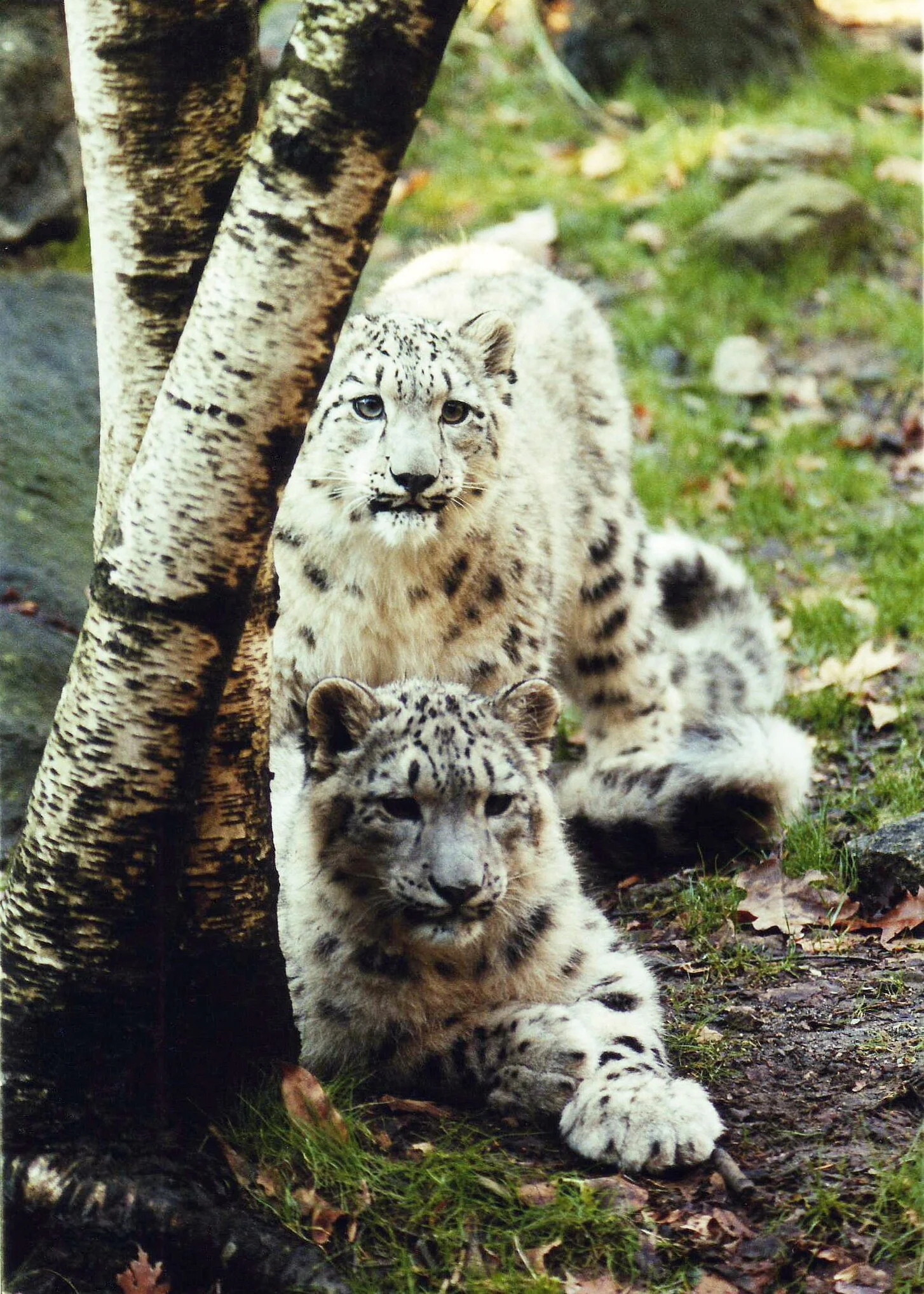 Asian Cats - Tigers & Snow Leopards — Ted Schiffman Photography