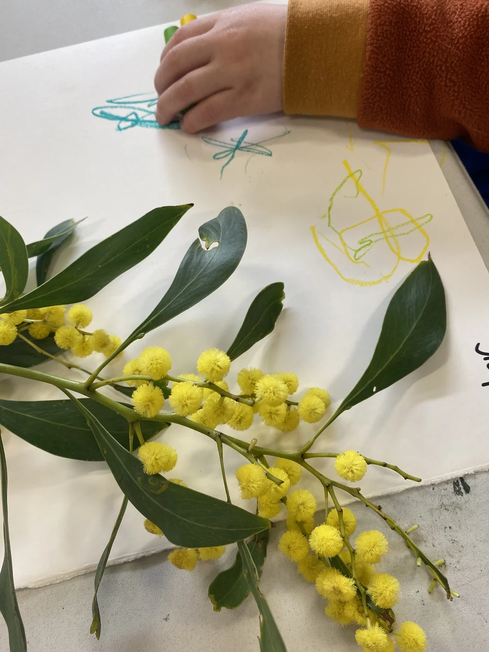 Not-so-mellow yellows — little bluebirds