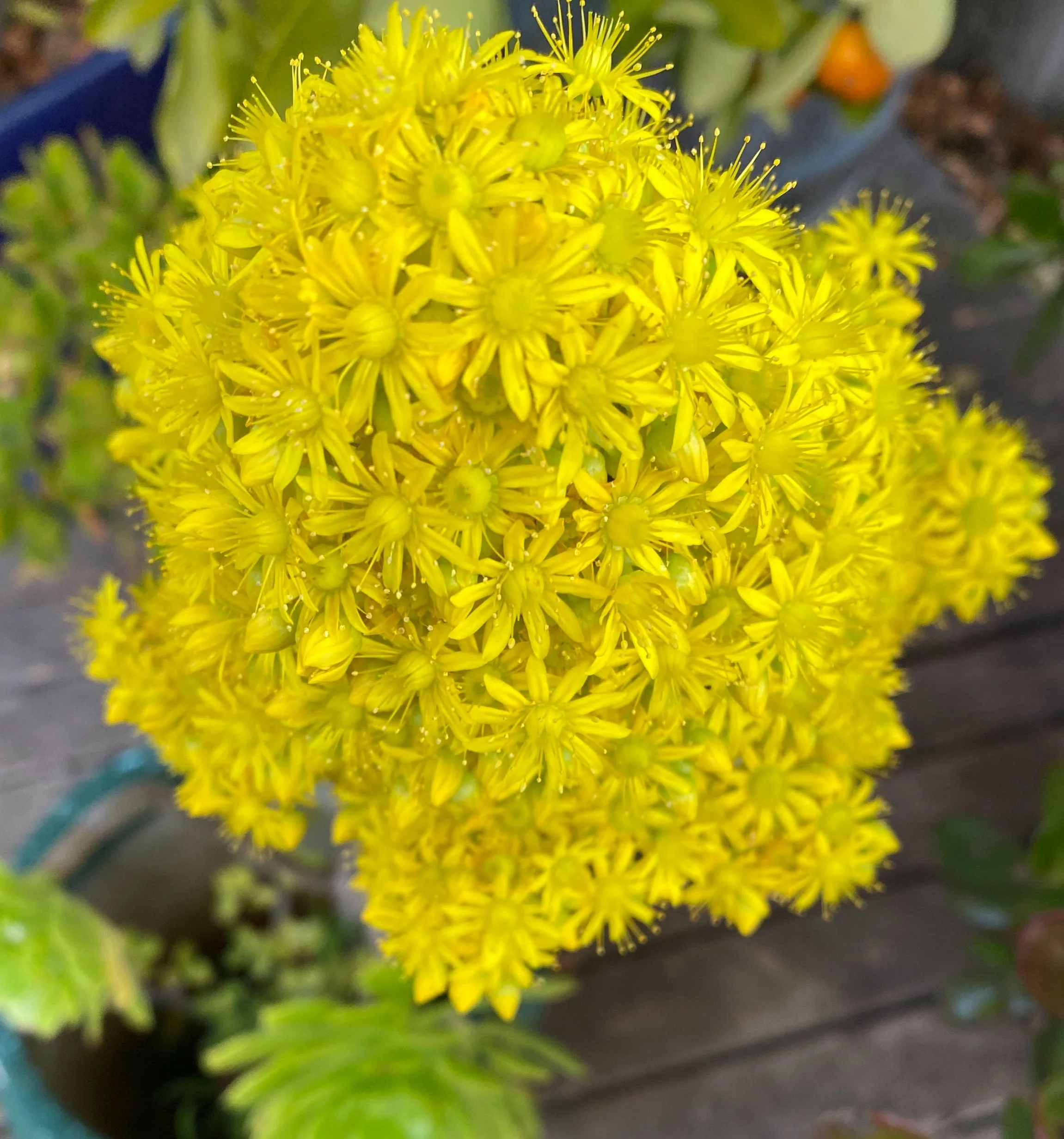 Not-so-mellow yellows — little bluebirds