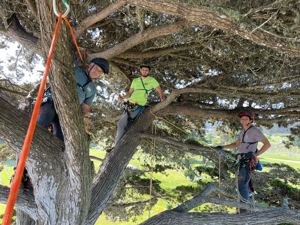 San Francisco Tree care — CC Tree Design