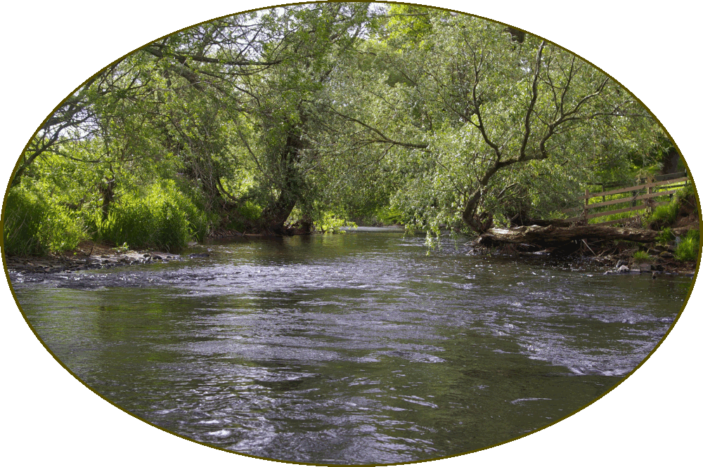 The River — Eden Angling Association