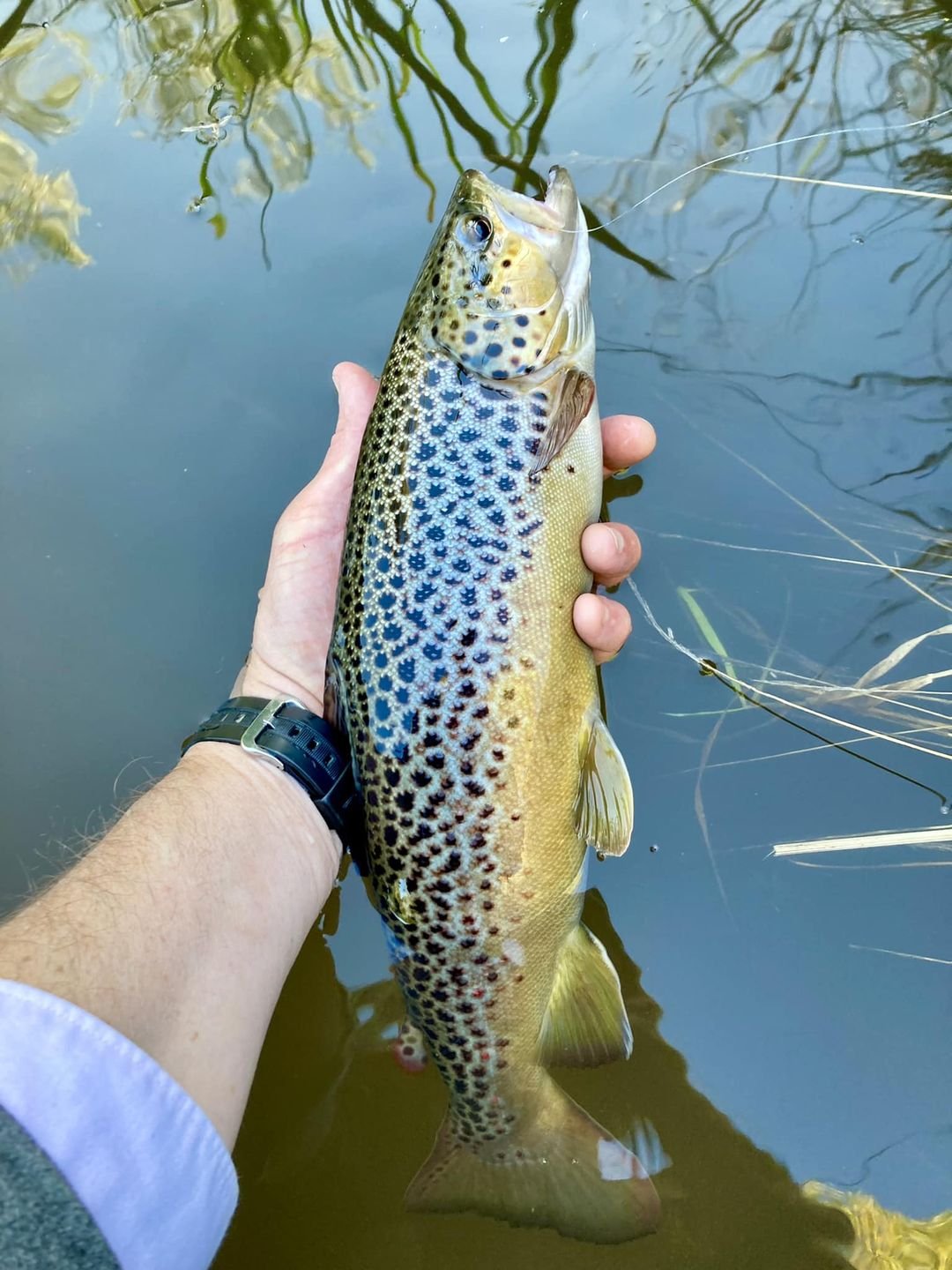 Eden Angling Association