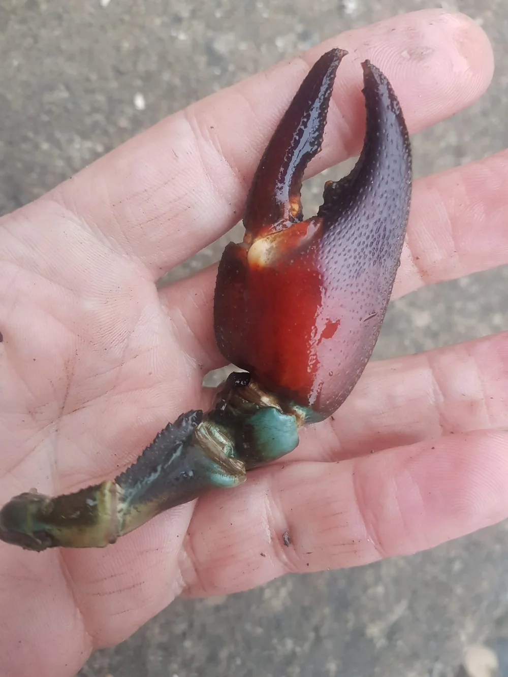 Invasive Non-Native Species — Eden Angling Association