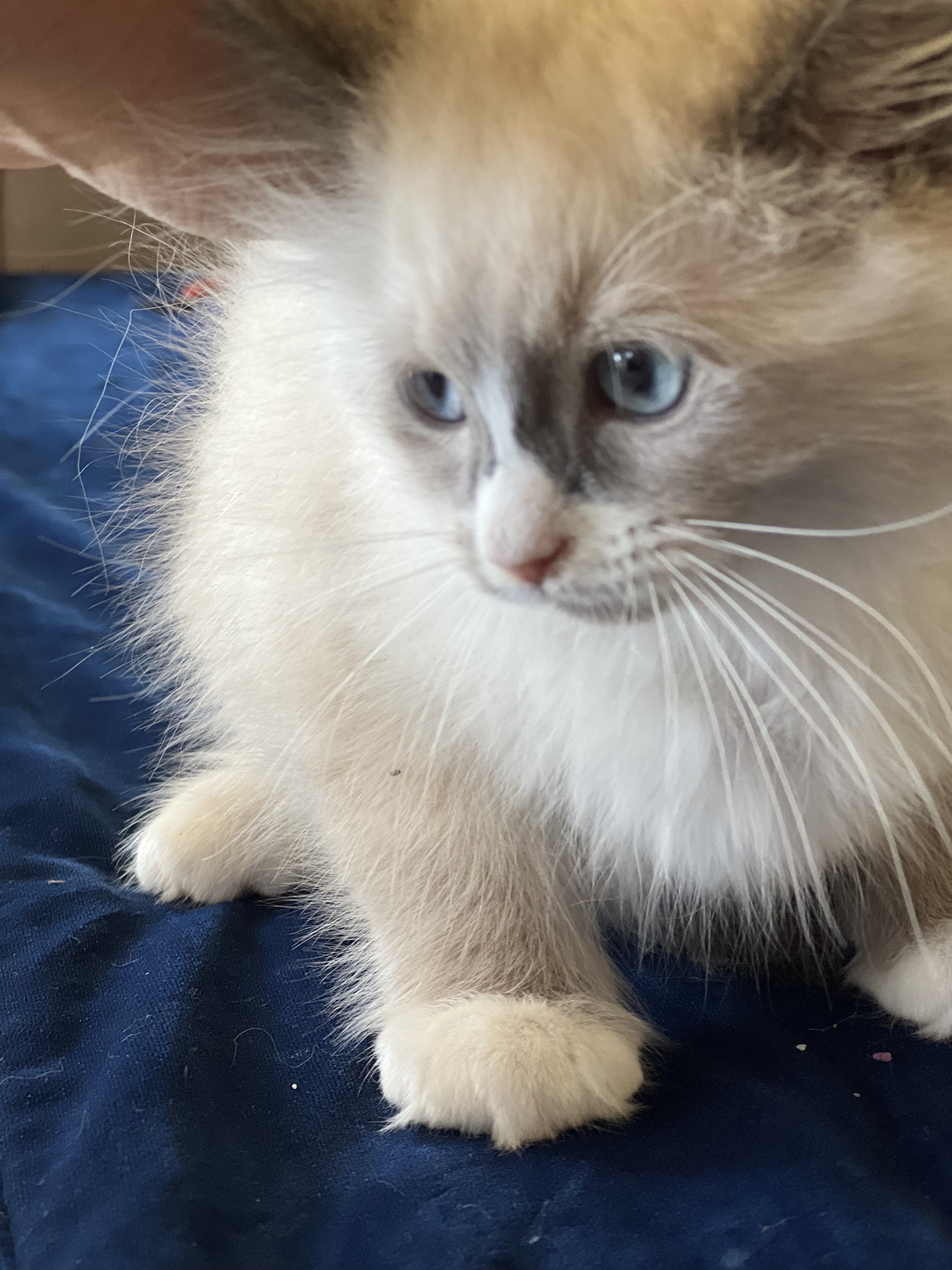 Front Porch Ragdolls