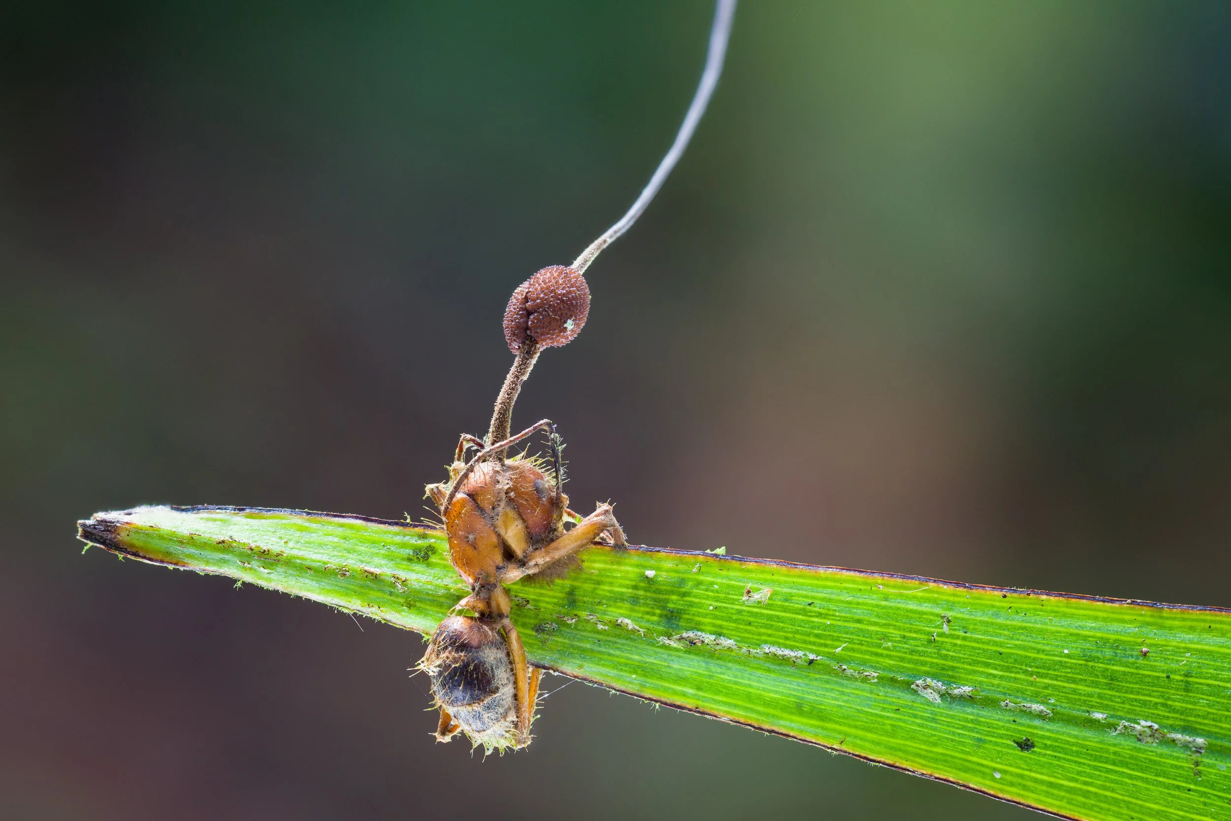 Zombie Ant
