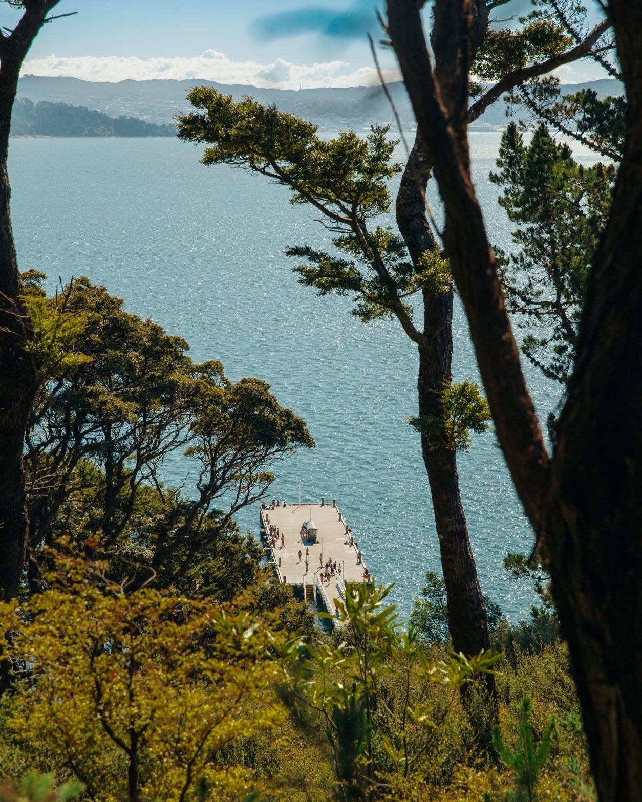 Kayak & SUP Hire @ Days Bay — Wildfinder