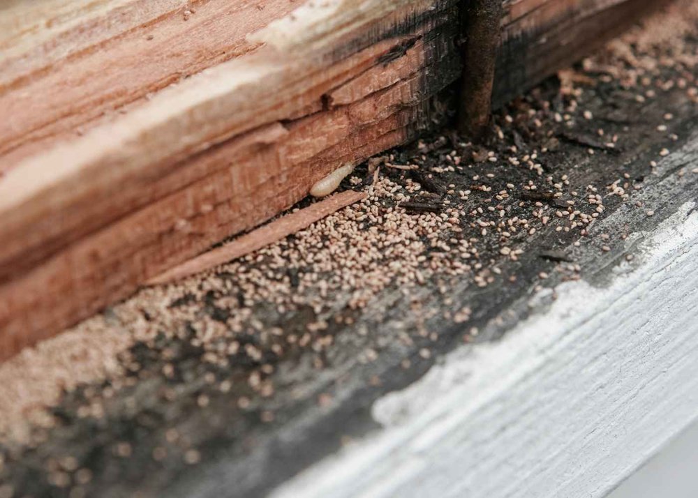 Top Indicators of Termite Infestations in Drywood | House to Home ...