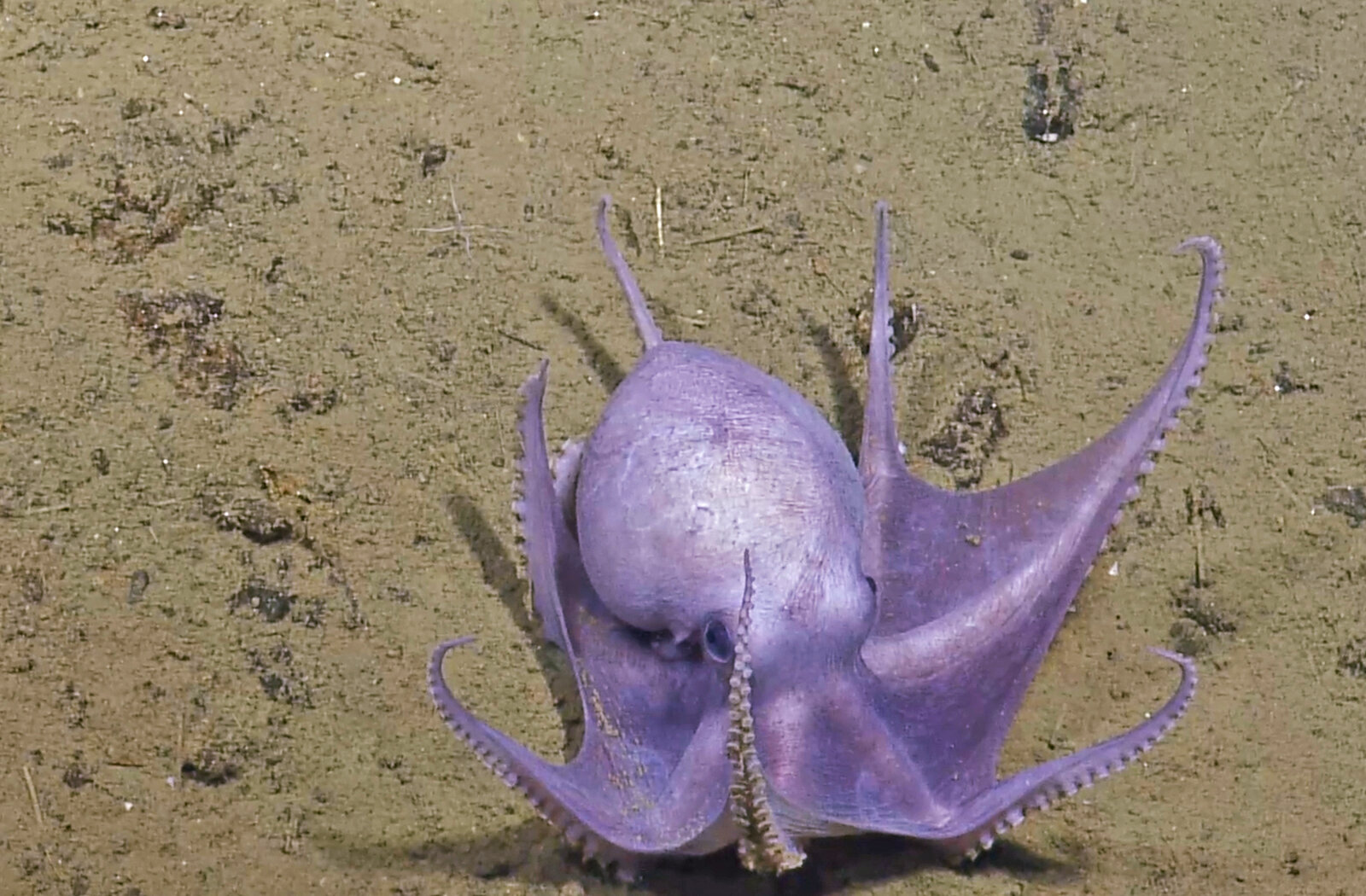 Aboard E/V Nautilus Part II: Welcome to the Octocone — ML PARKER MEDIA