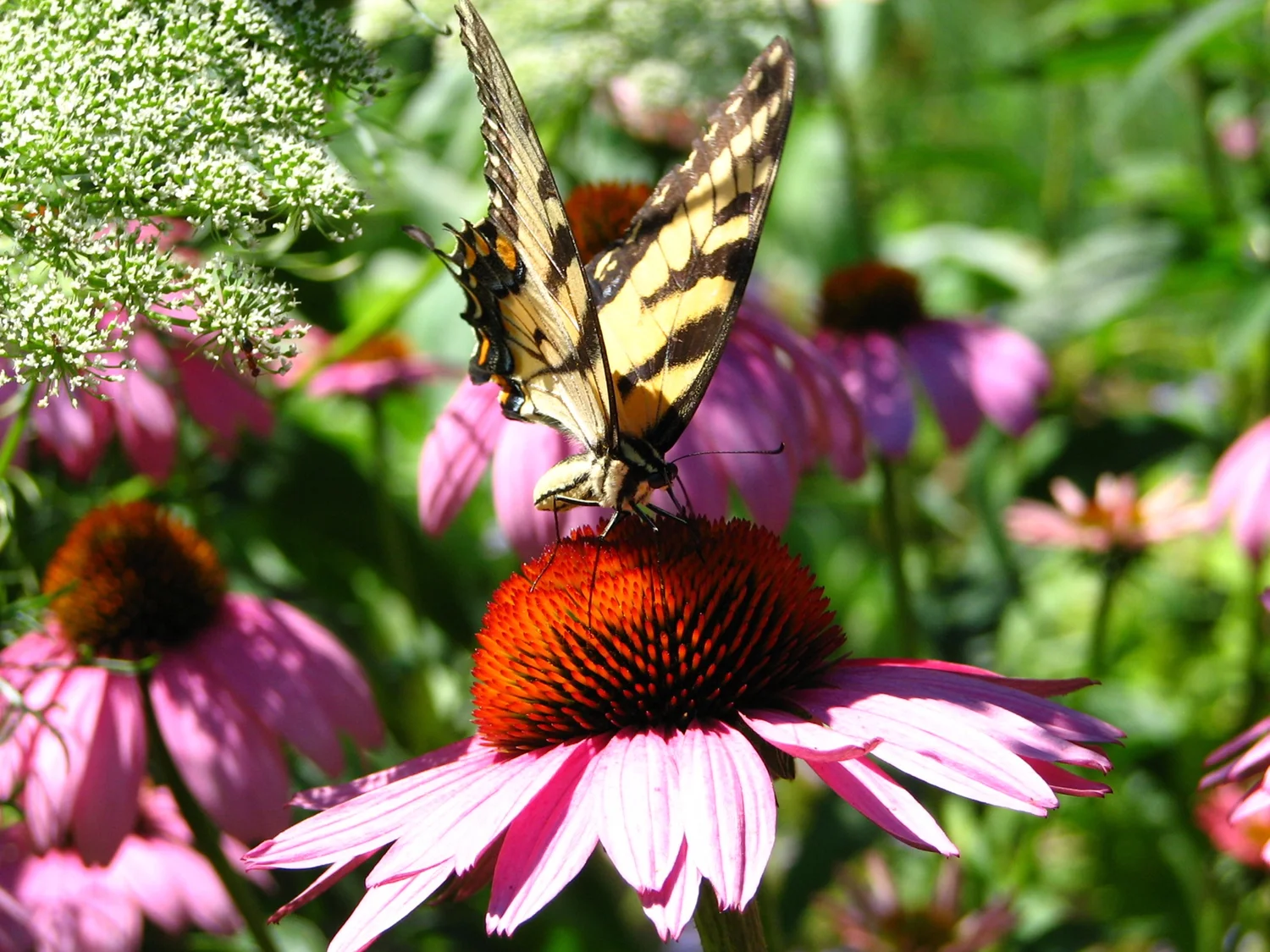 Our Collections — Bartlett Arboretum & Gardens