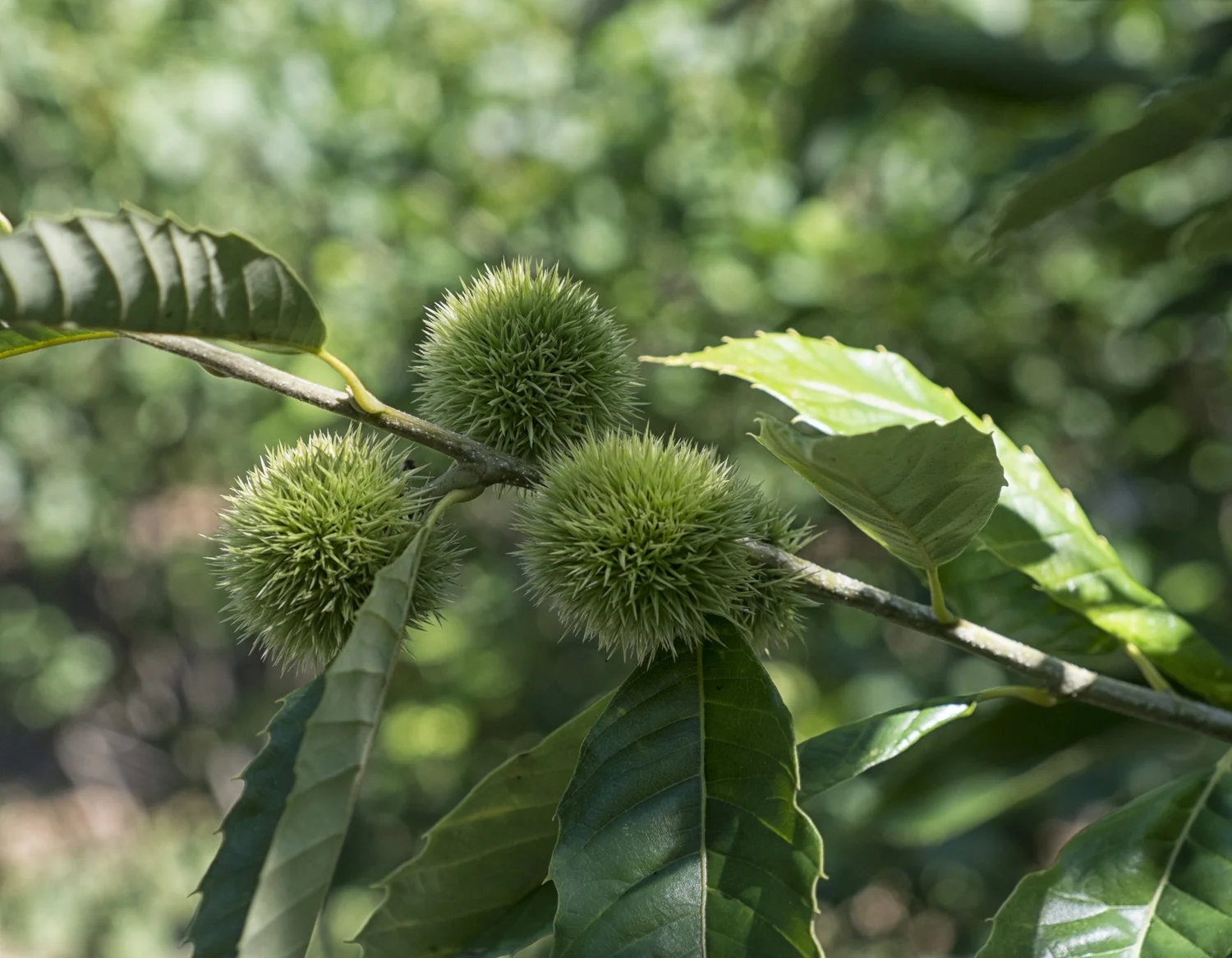 Our Collections — Bartlett Arboretum & Gardens