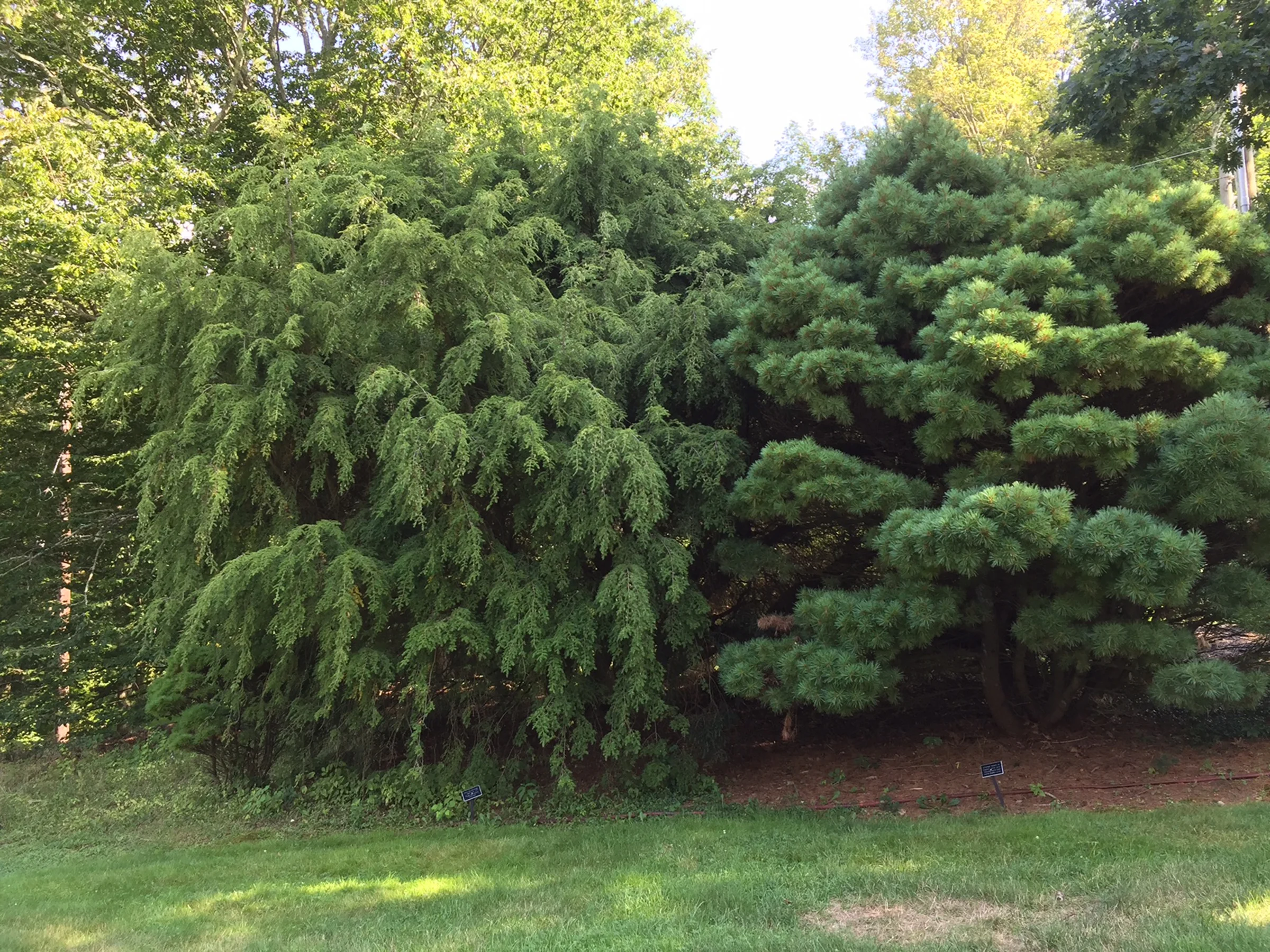 Our Collections — Bartlett Arboretum & Gardens