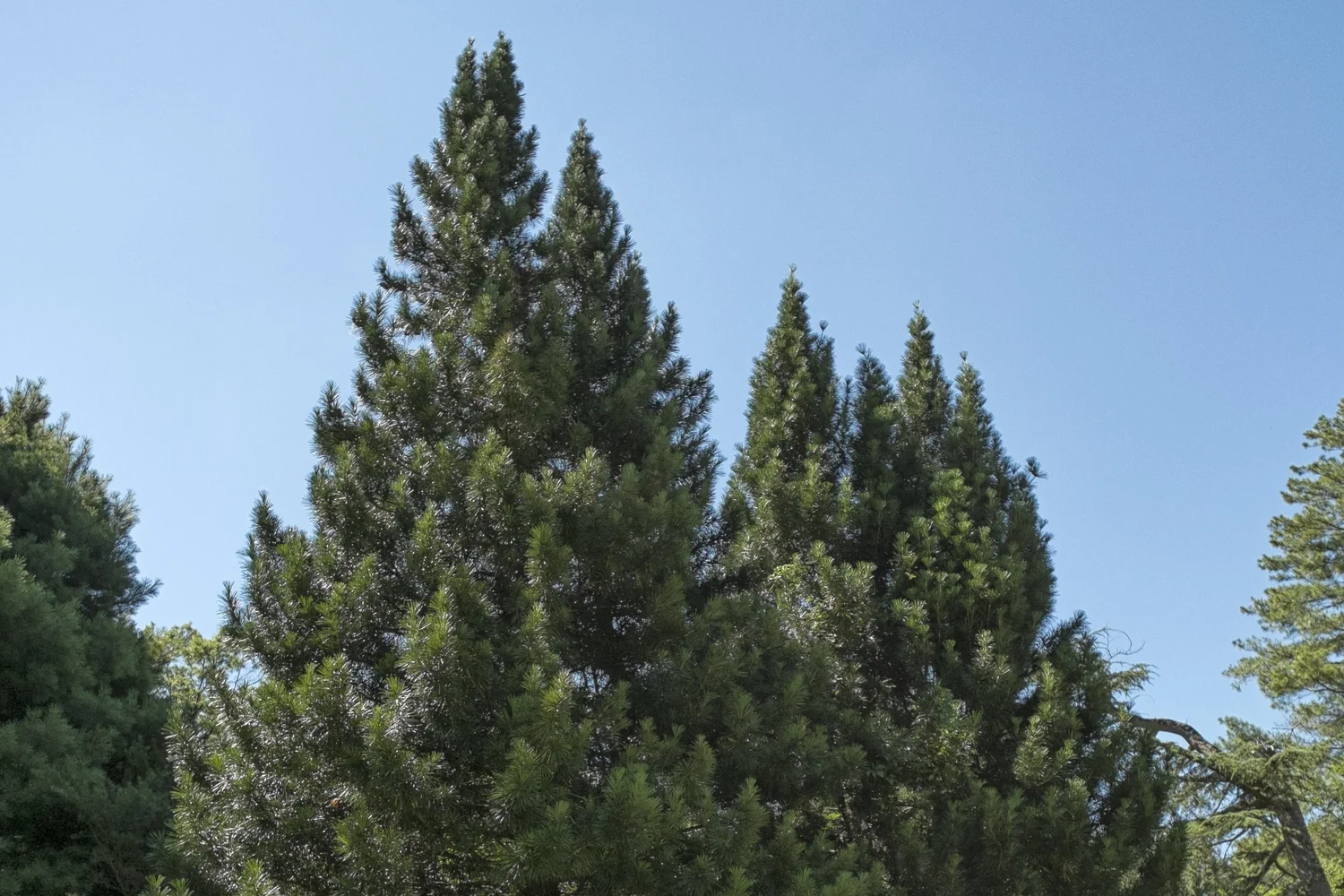 Our Collections — Bartlett Arboretum & Gardens