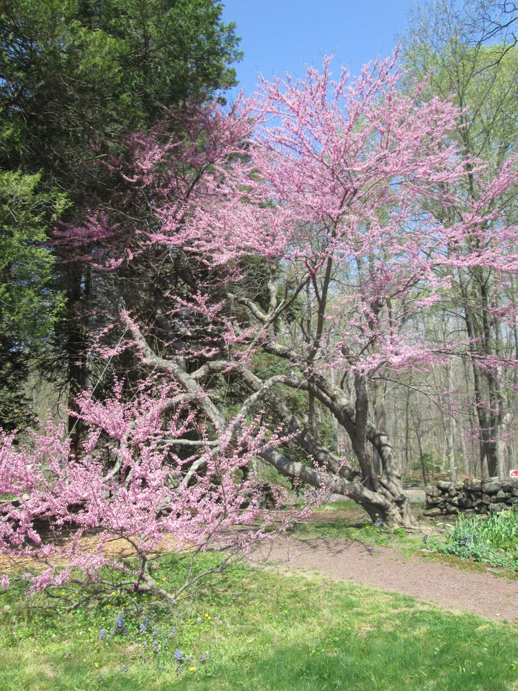 Plan a Visit — Bartlett Arboretum & Gardens