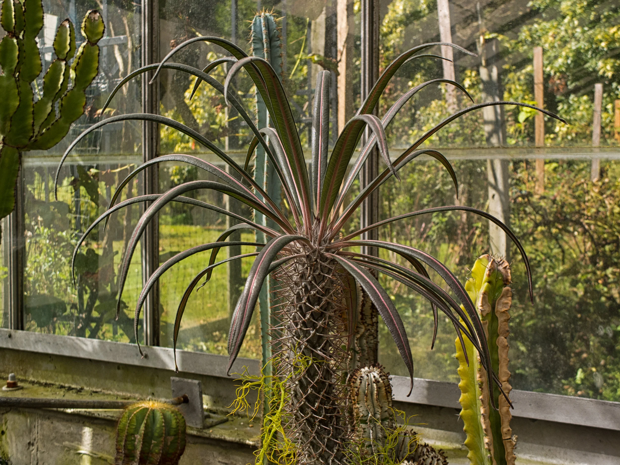 Plan a Visit — Bartlett Arboretum & Gardens