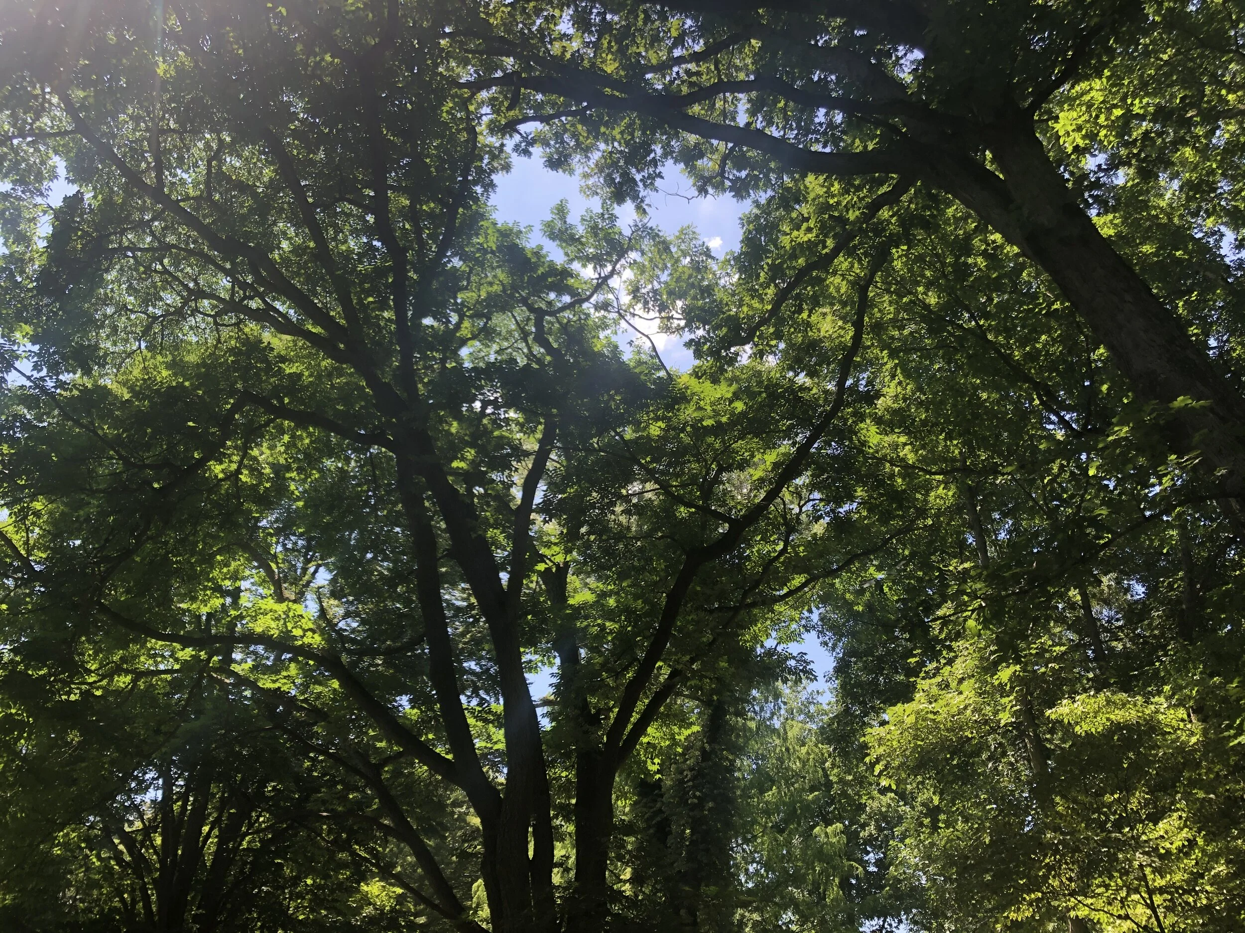 maps — Bartlett Arboretum & Gardens