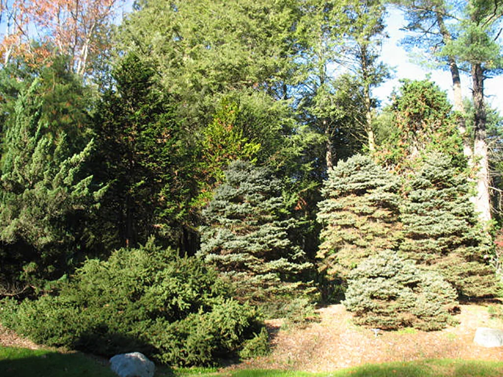 Frank Bartlett Heisinger Conifer Garden — Bartlett Arboretum & Gardens