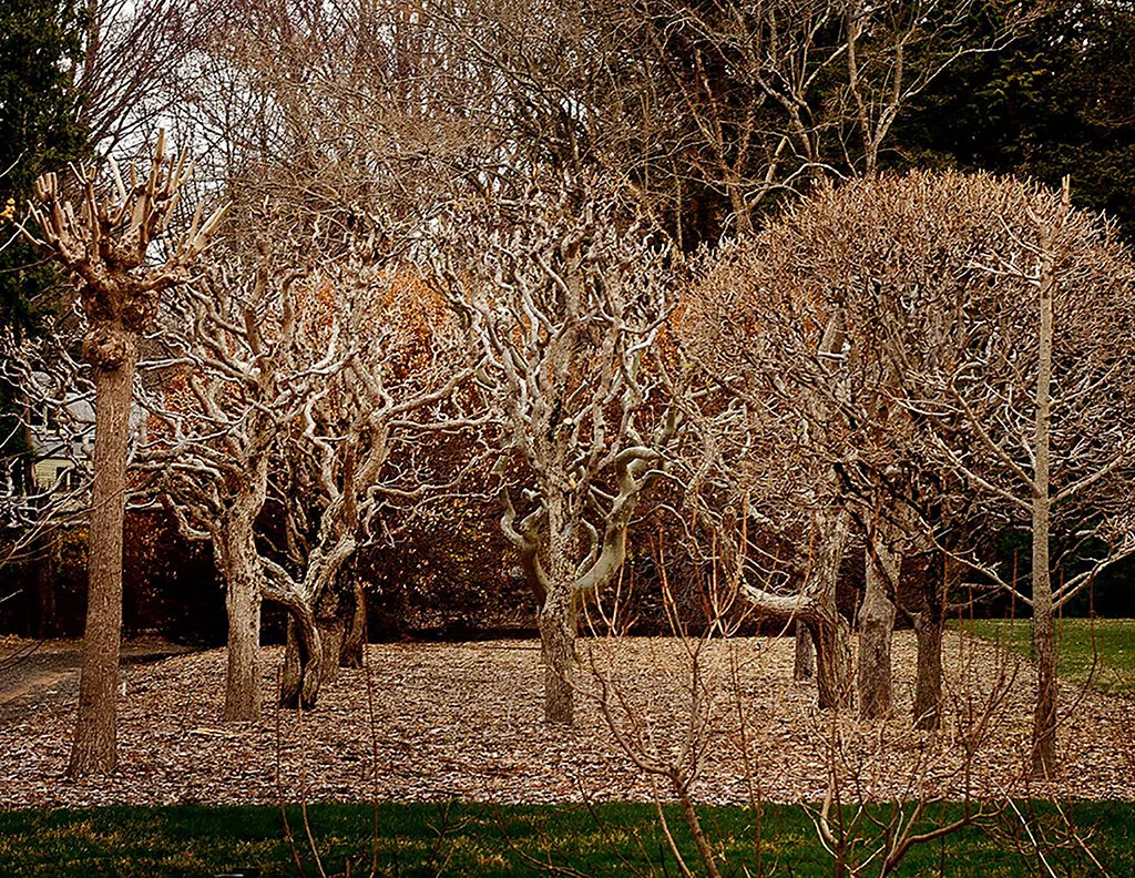 Pollarded Garden — Bartlett Arboretum & Gardens