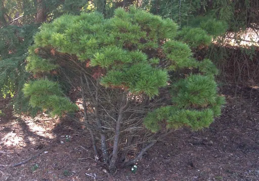 Witches Broom — Bartlett Arboretum & Gardens