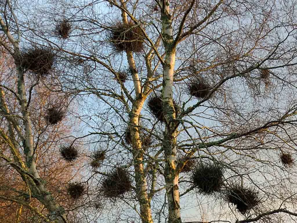 Witches Broom — Bartlett Arboretum & Gardens