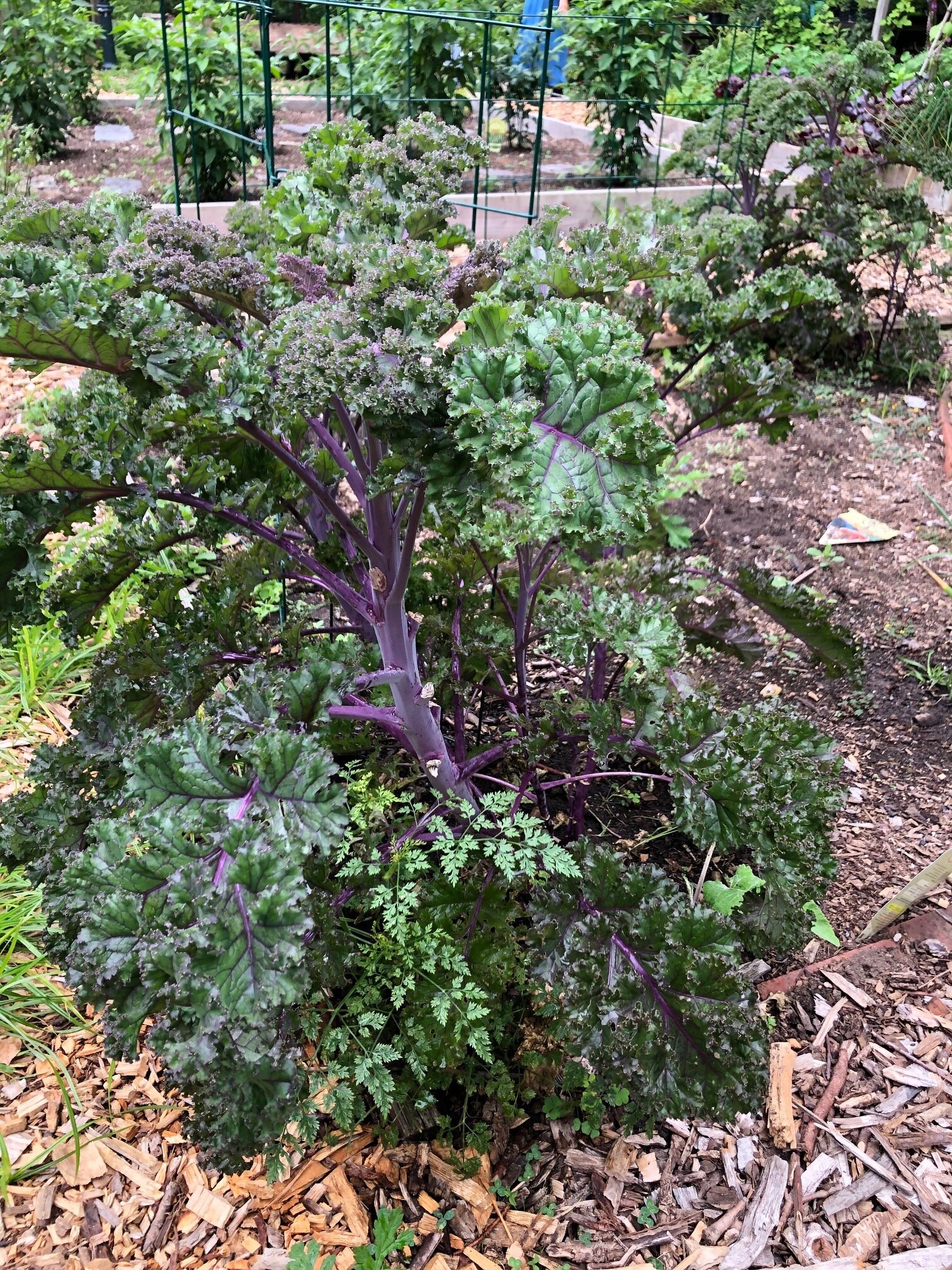 Our Collections — Bartlett Arboretum & Gardens