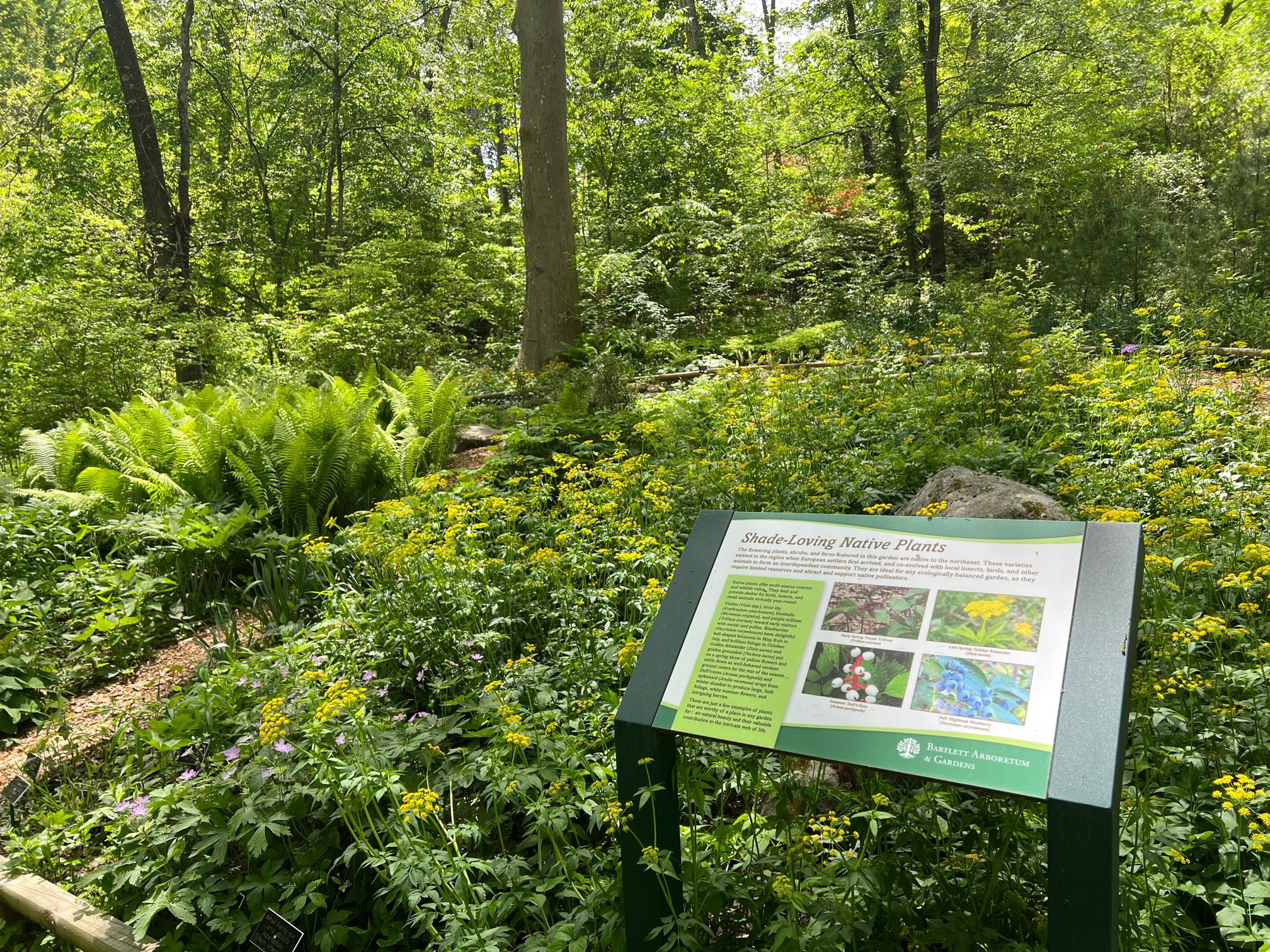 Our Collections — Bartlett Arboretum & Gardens