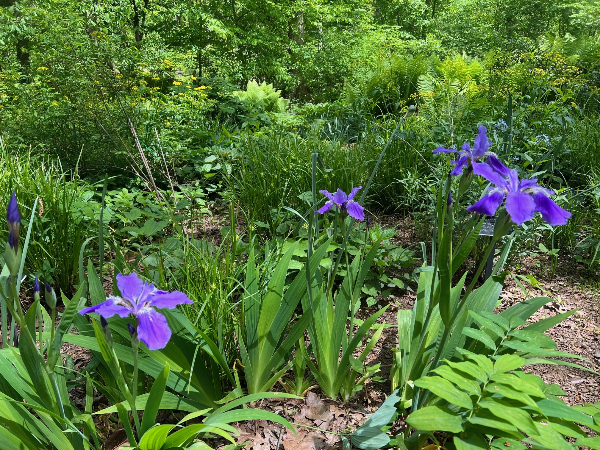 Our Collections — Bartlett Arboretum & Gardens