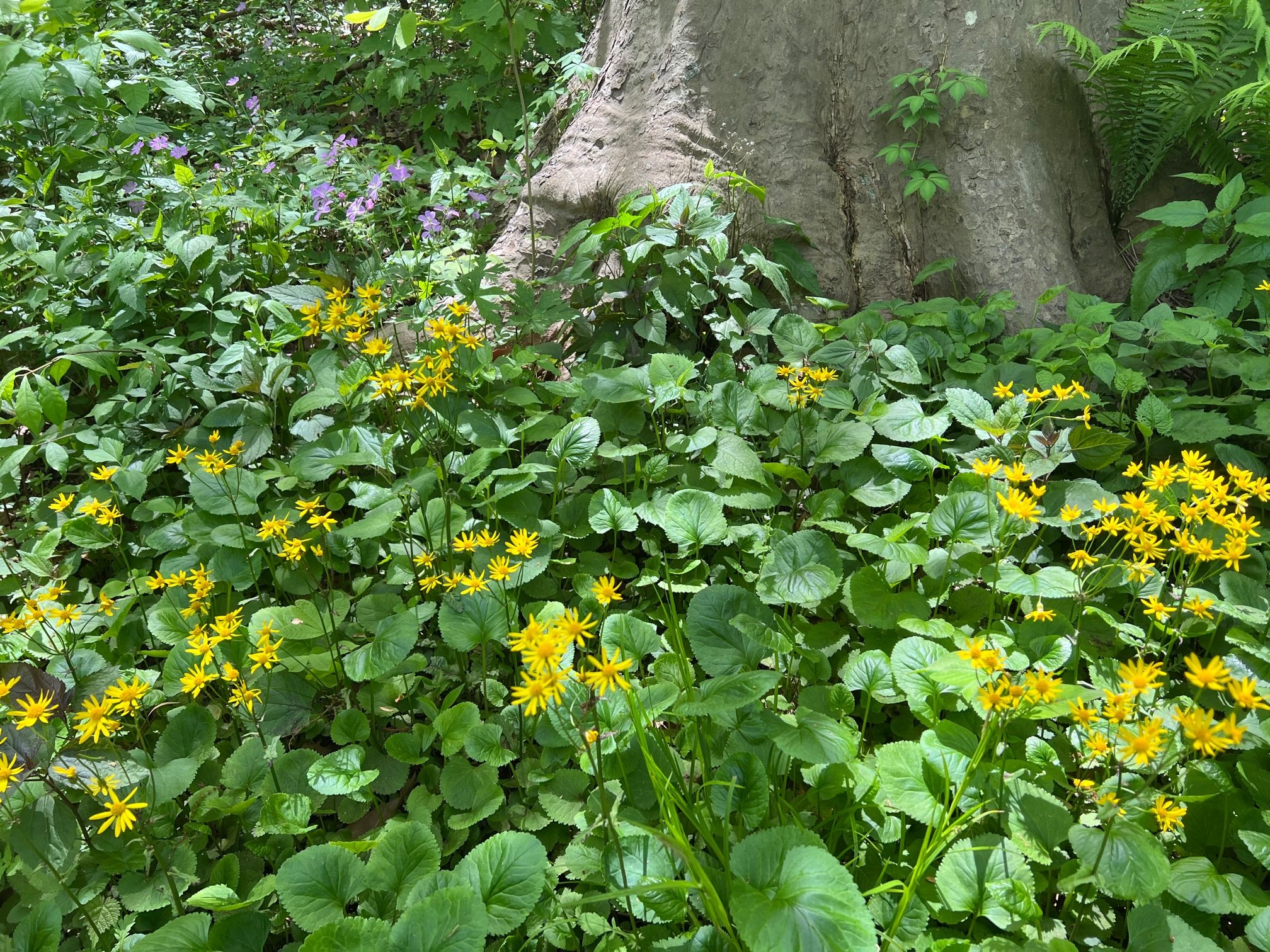 Our Collections — Bartlett Arboretum & Gardens